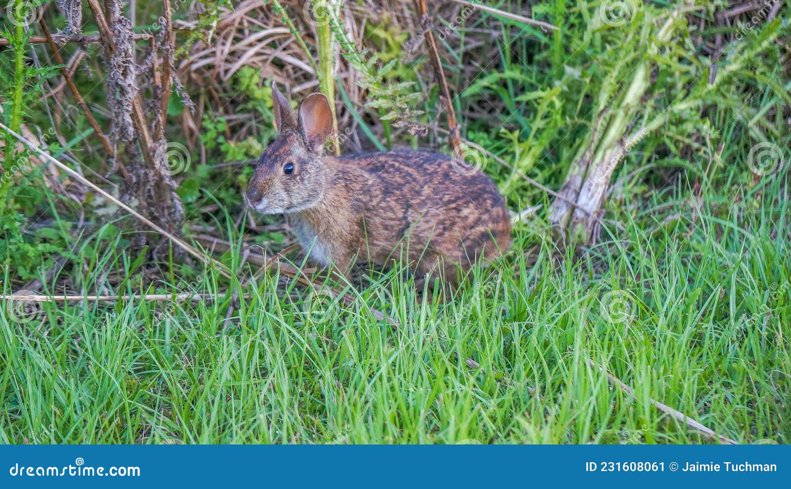Marsh Rabbit Running in Gainesville Swamp Stock Image - Image of ...