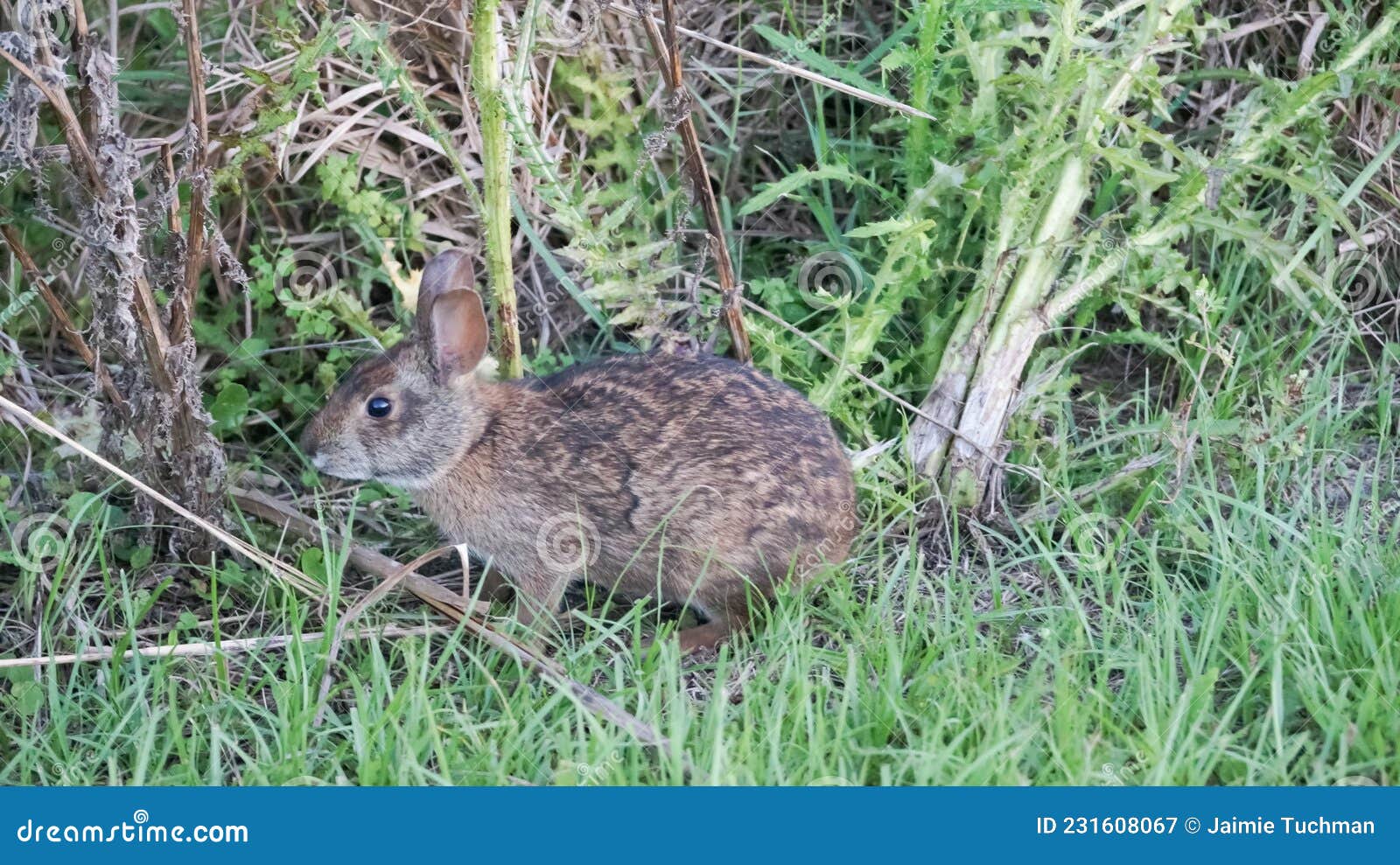 Marsh Rabbit Running in Gainesville Swamp Stock Image - Image of cute ...