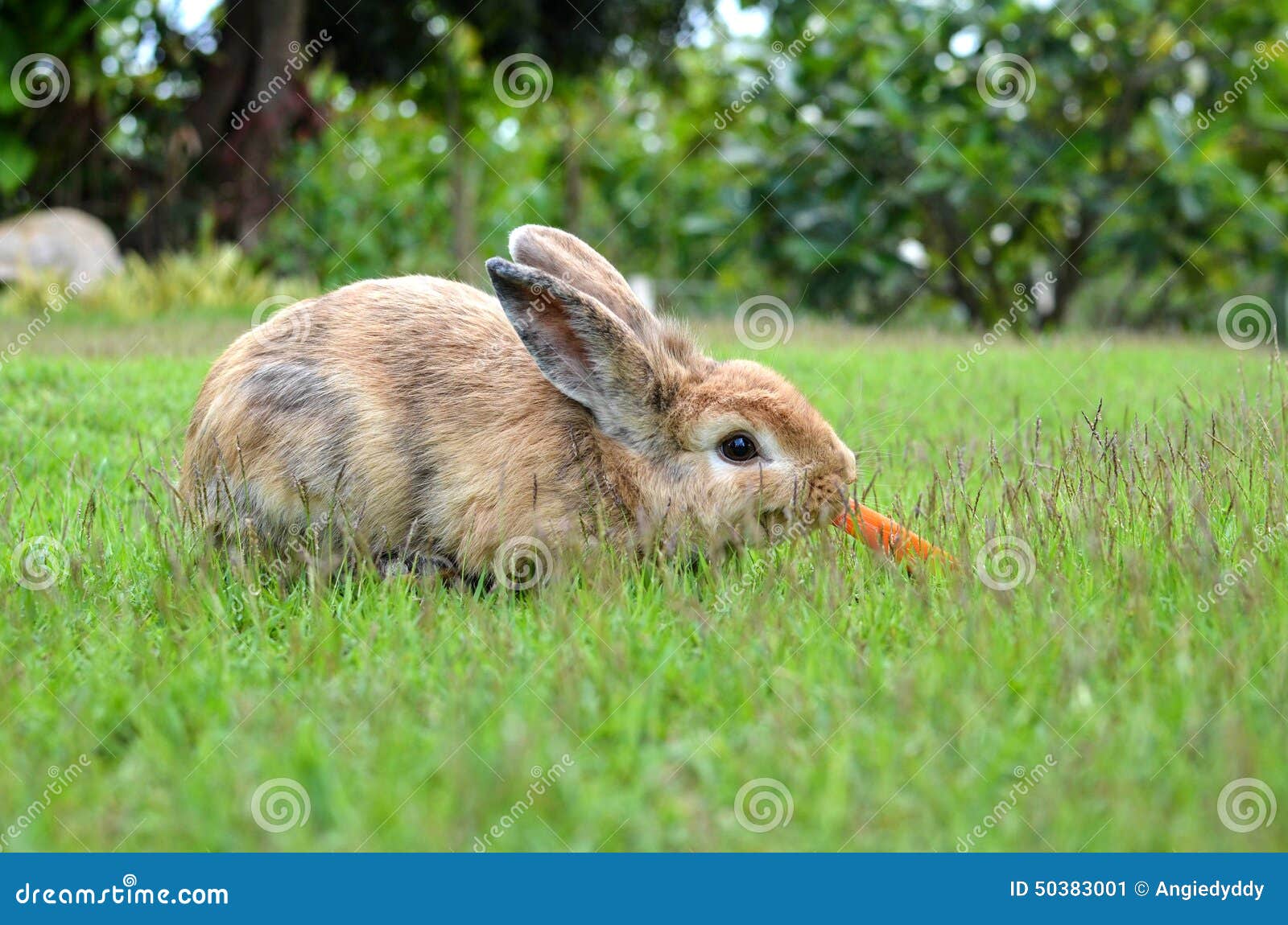 Brown Rabbit Eating Carrot. Stock Image - Image of carrot, close: 50383001