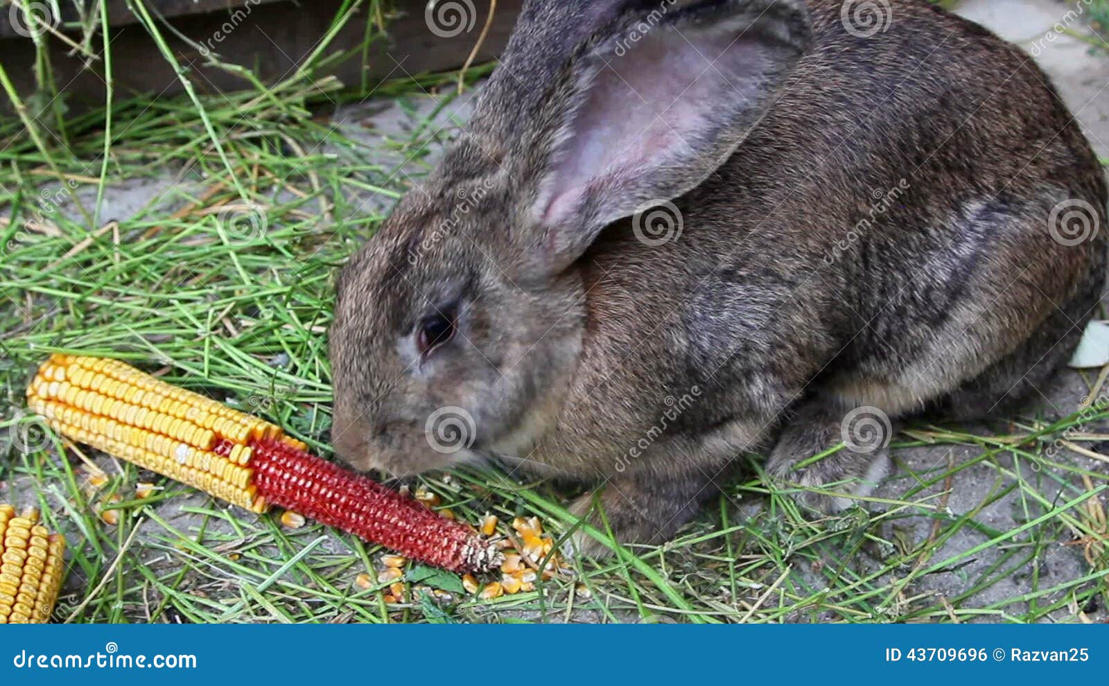 Brown rabbit eating corn stock footage. Video of outside - 43709696
