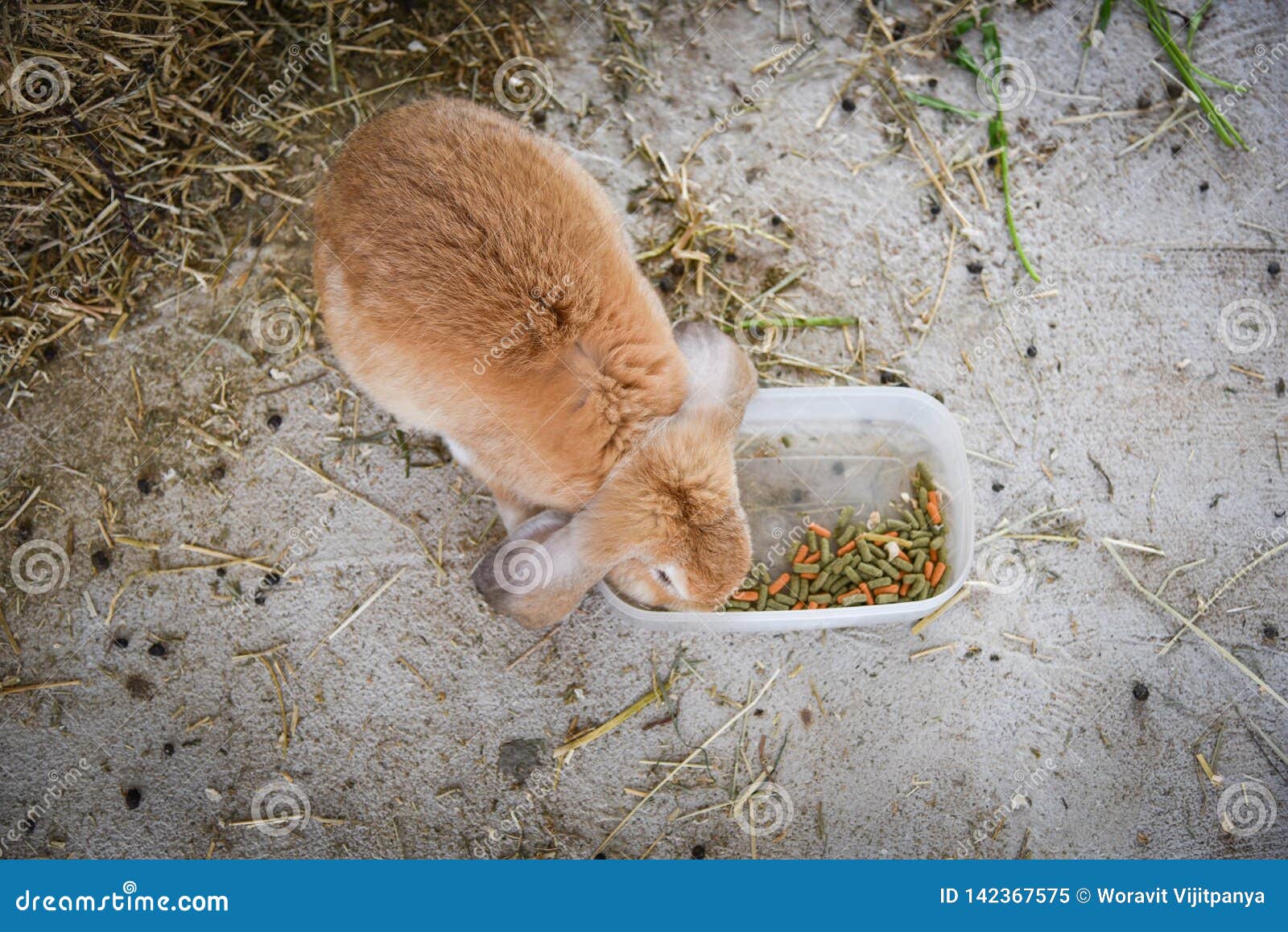 Rabbit farm stock image. Image of farm, fauna, fluffy - 142367575