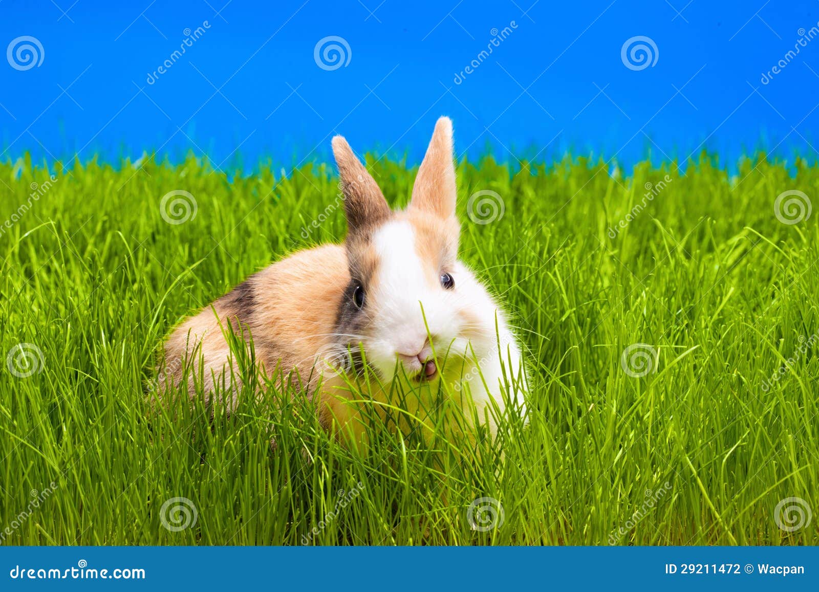 Brown rabbit eating grass stock photo. Image of white - 29211472