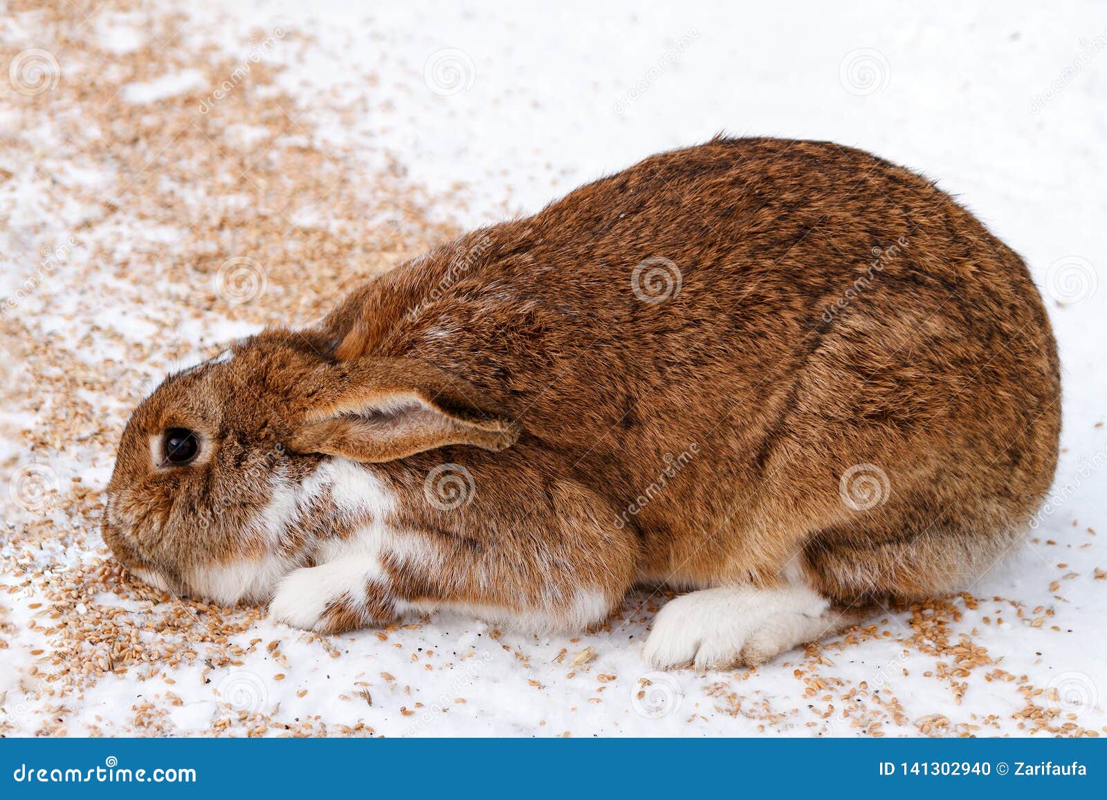 Brown Rabbit Eating Wheat Grains in Winter Stock Photo - Image of ...