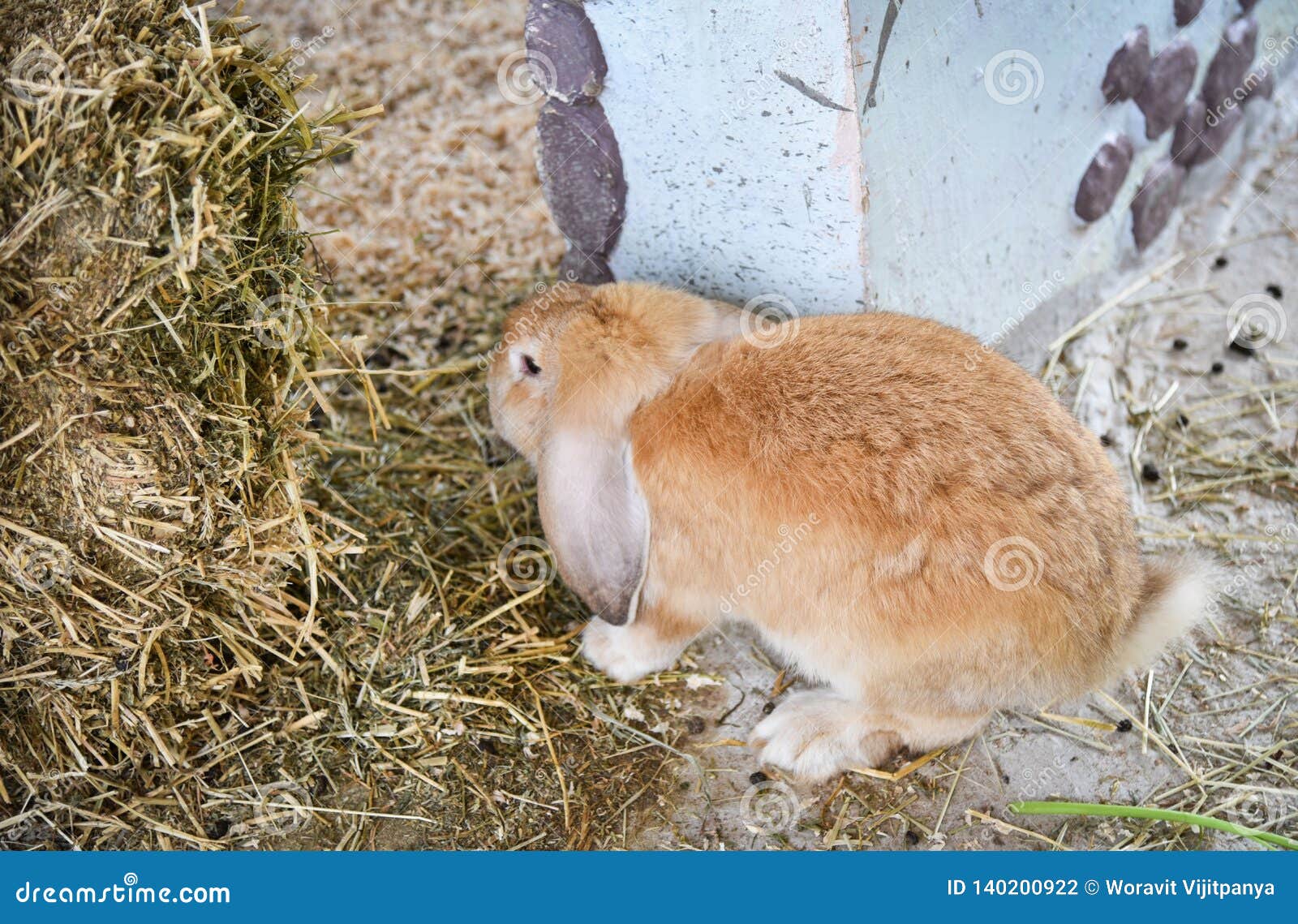 Rabbit farm stock photo. Image of cuniculus, cute, baby - 140200922