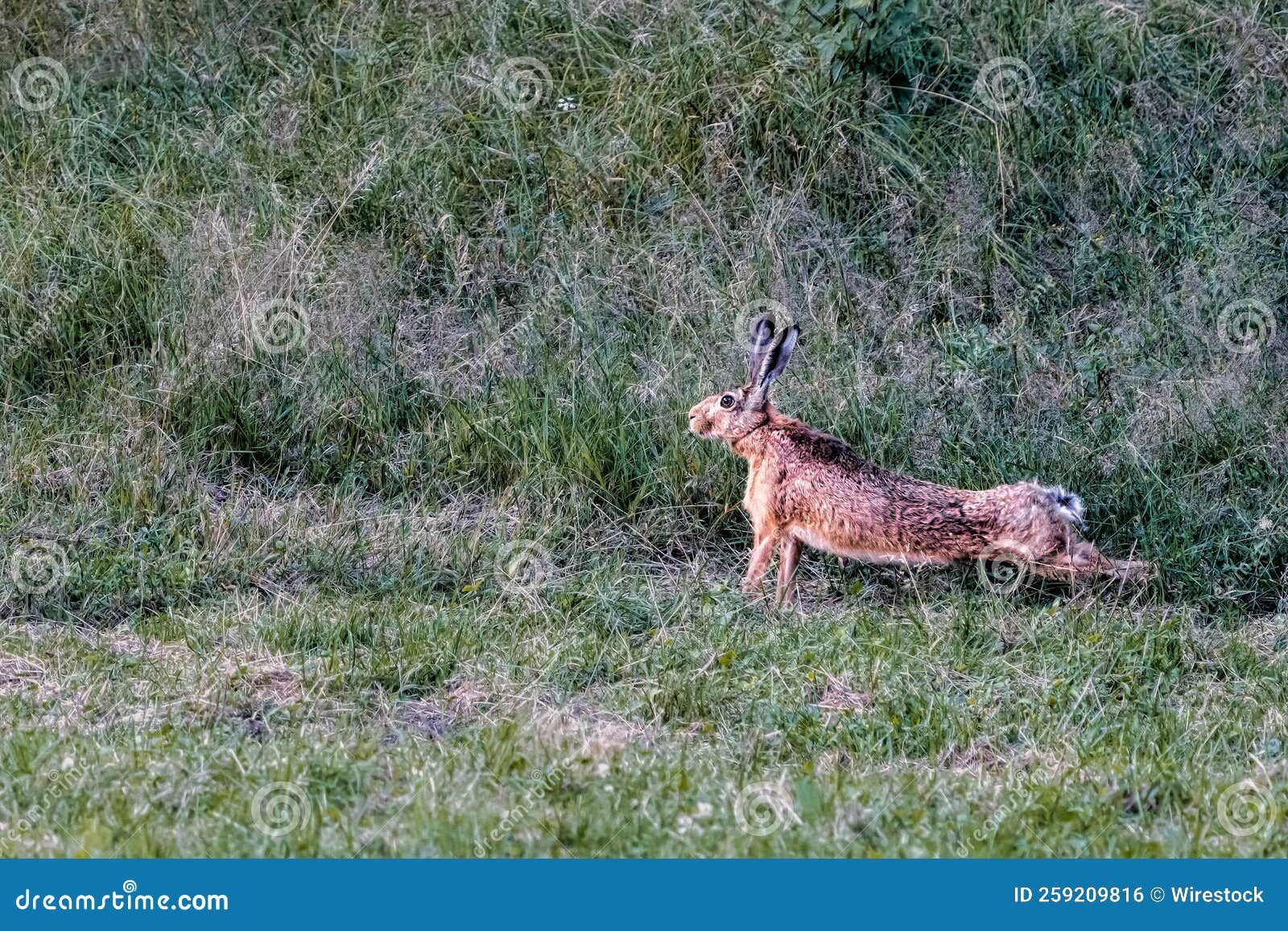 Brown Rabbit Grazing in a Field Stock Photo - Image of grazing, rabbit ...