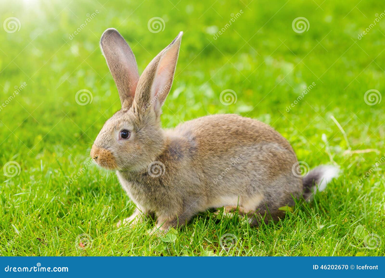 Brown rabbit stock photo. Image of summer, field, farm - 46202670
