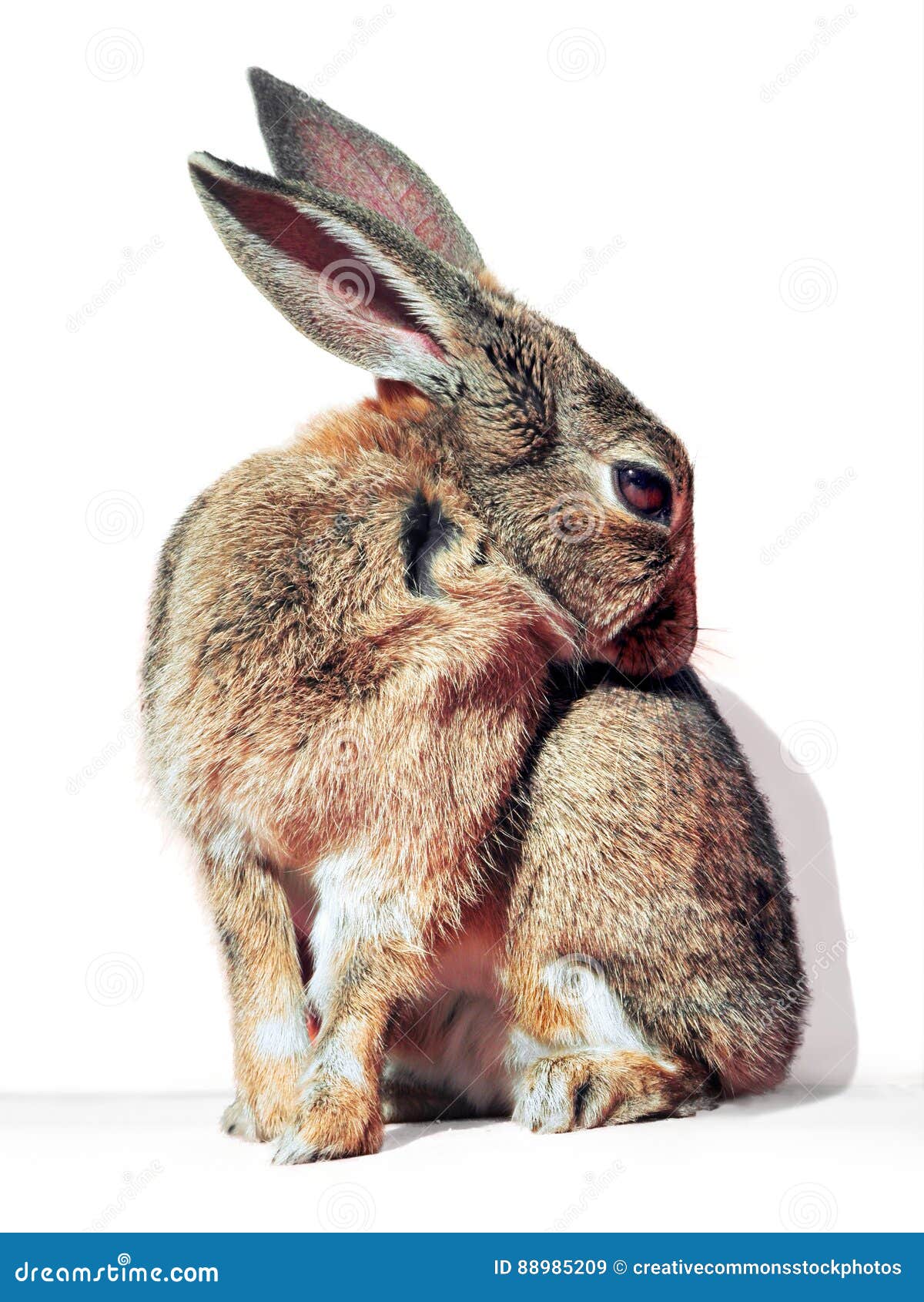 Brown Rabbit Picture. Image: 88985209