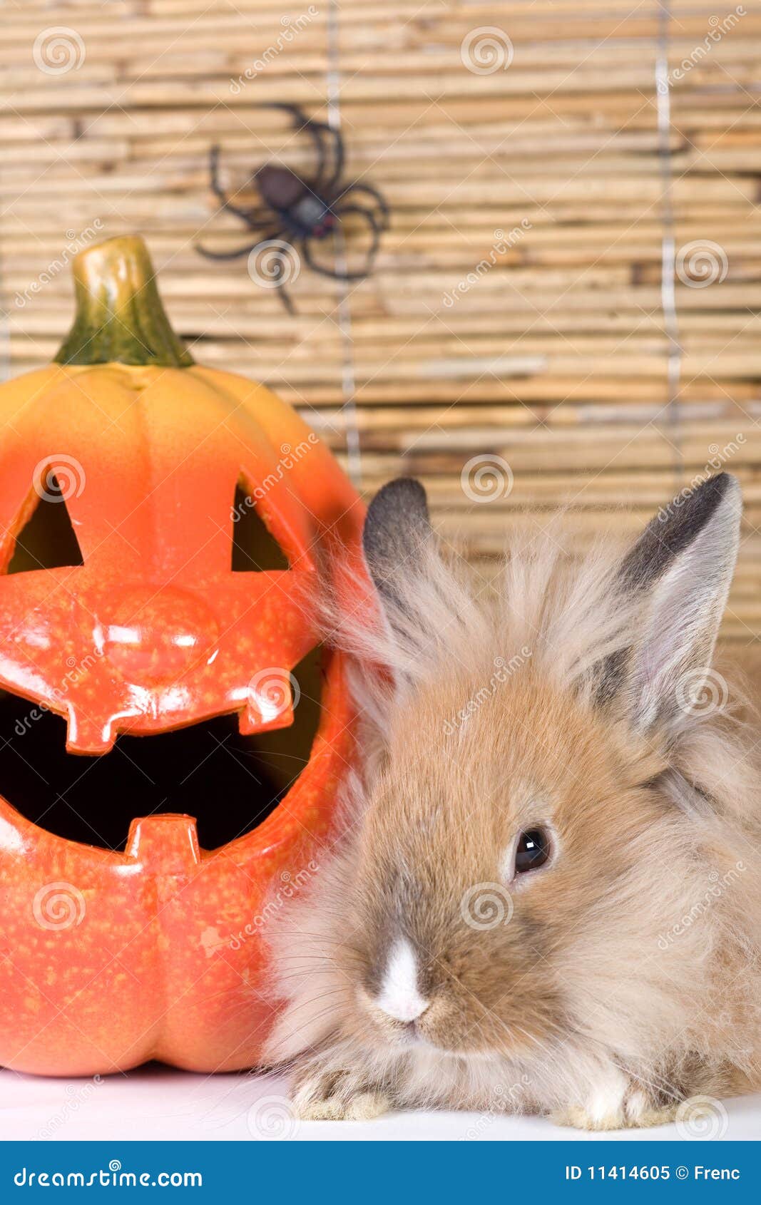 Brown Rabbit, Halloween Pumpkin Stock Image - Image of funny, halloween ...