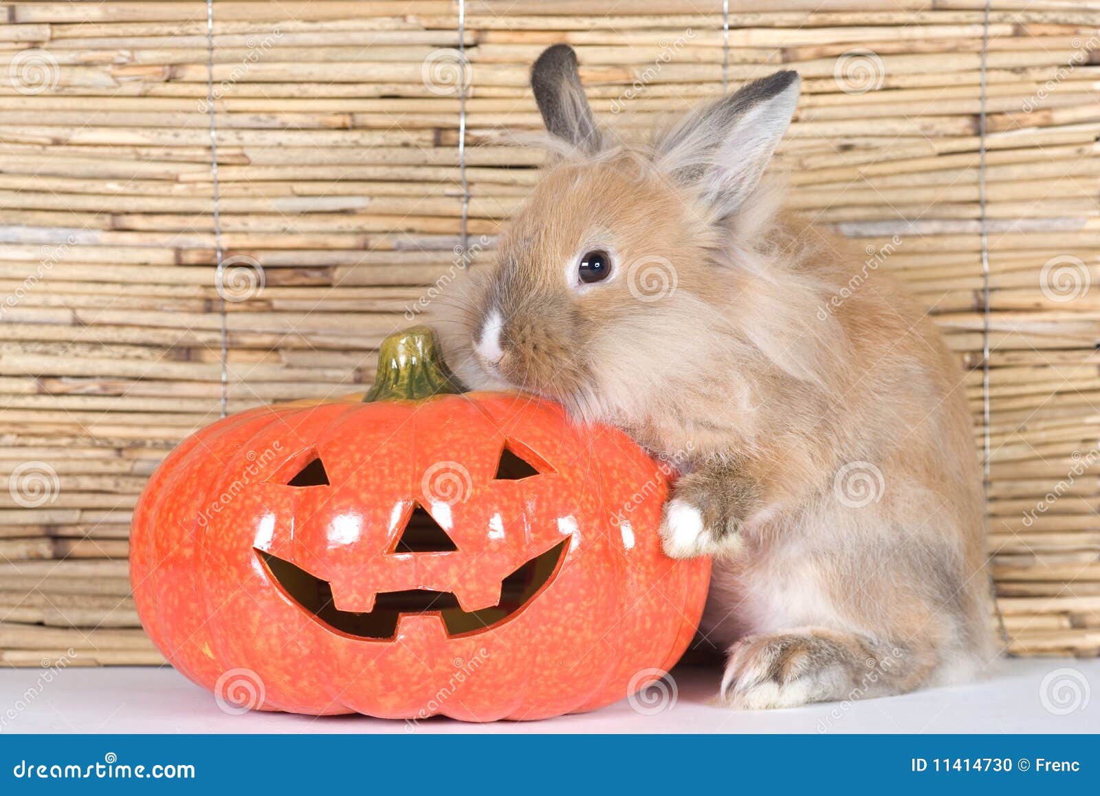 Brown Rabbit, Halloween Pumpkin Stock Photo - Image of sitting, autumn ...