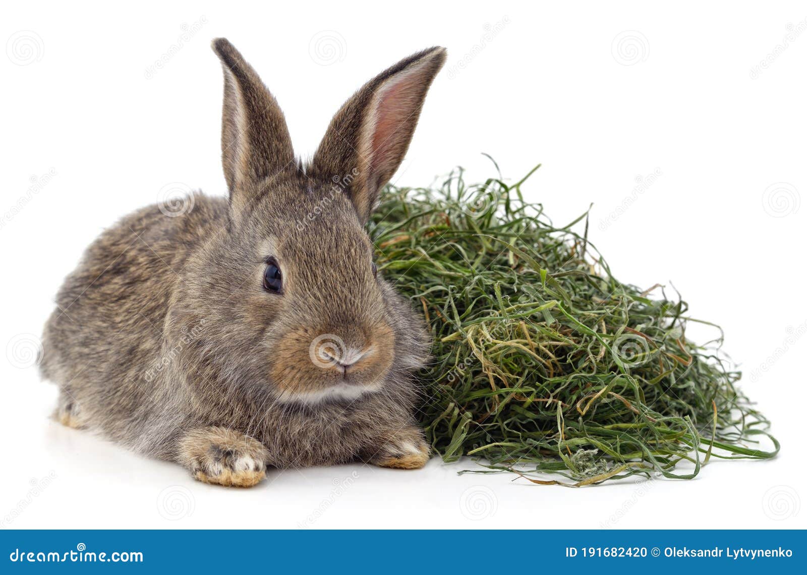 Alfalfa Hay For Rabbits