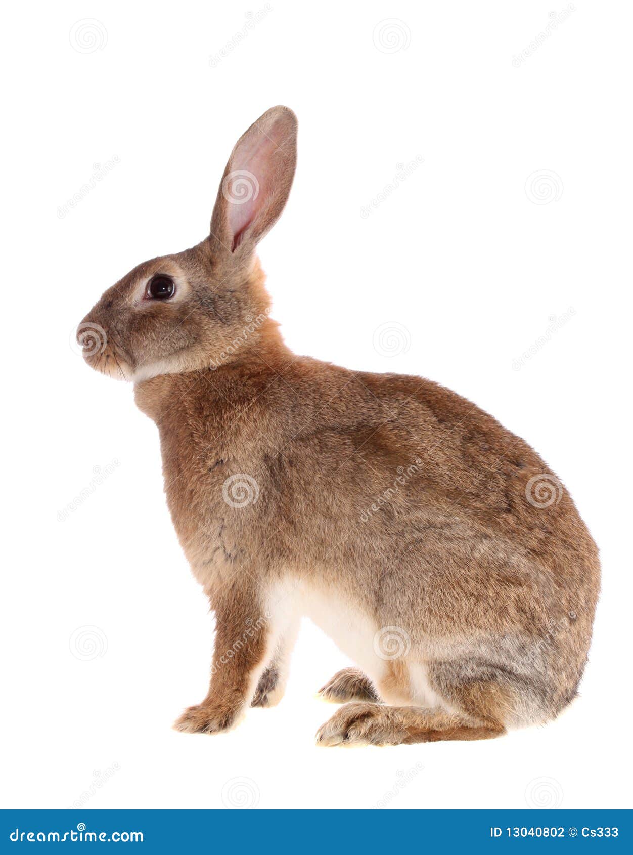 Brown The Rabbit In A Straw Hat Royalty-Free Stock Photography ...