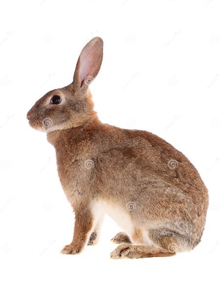 Brown rabbit,isolated. stock photo. Image of farm, isolated - 13040802