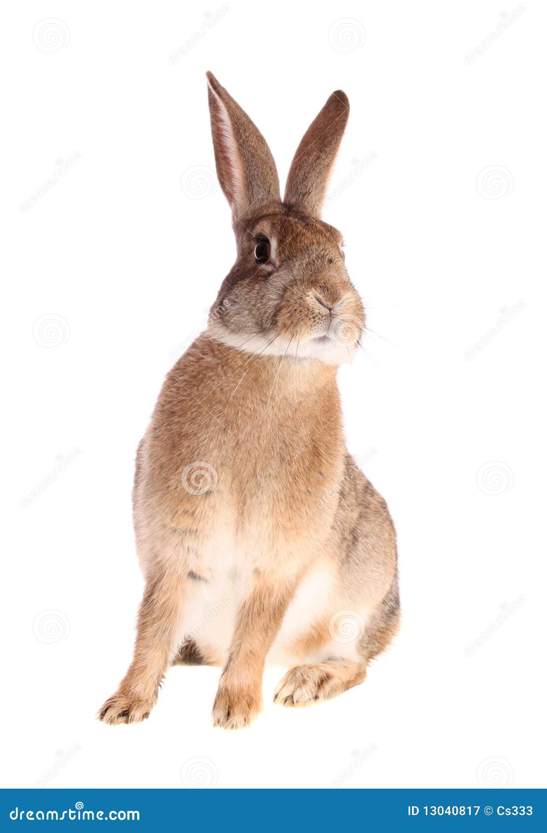 Brown rabbit, isolated. stock image. Image of hare, grey - 13040817