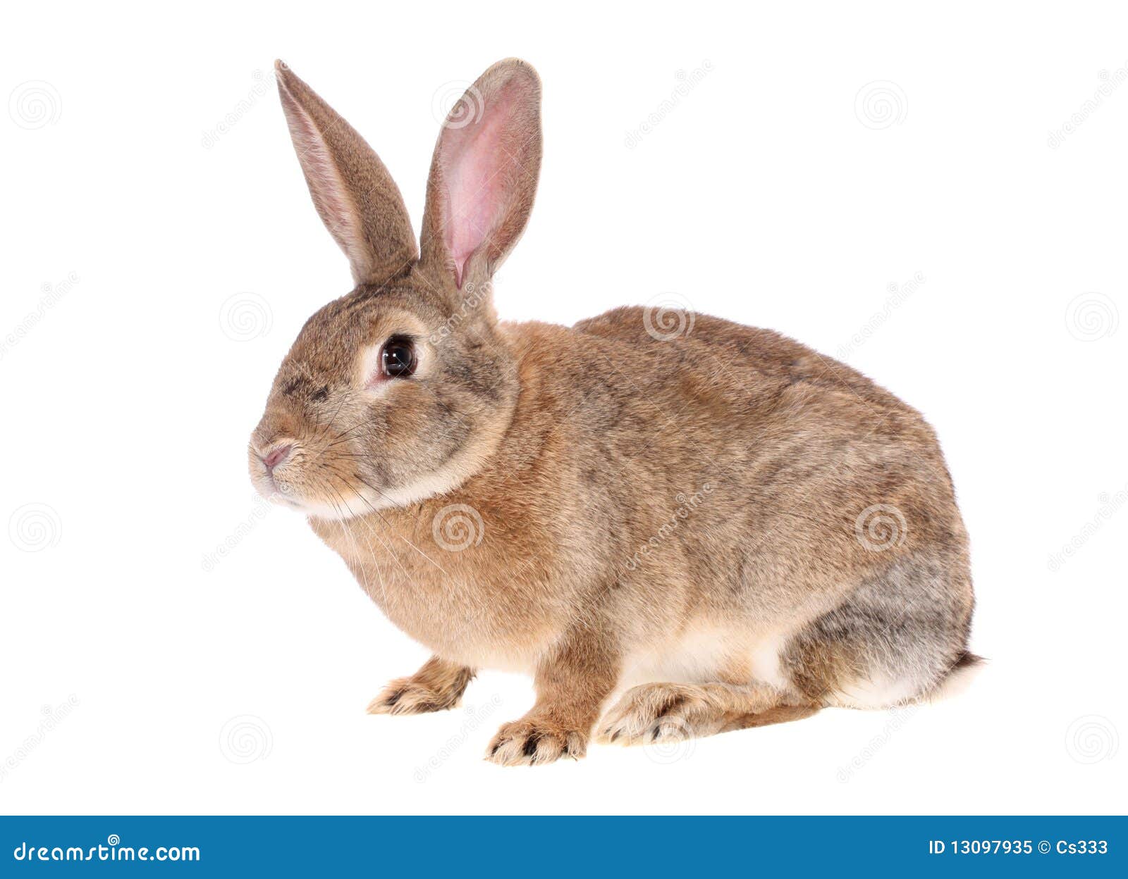 Brown Rabbit Fur Texture, Animal Skin Background Royalty-Free Stock ...