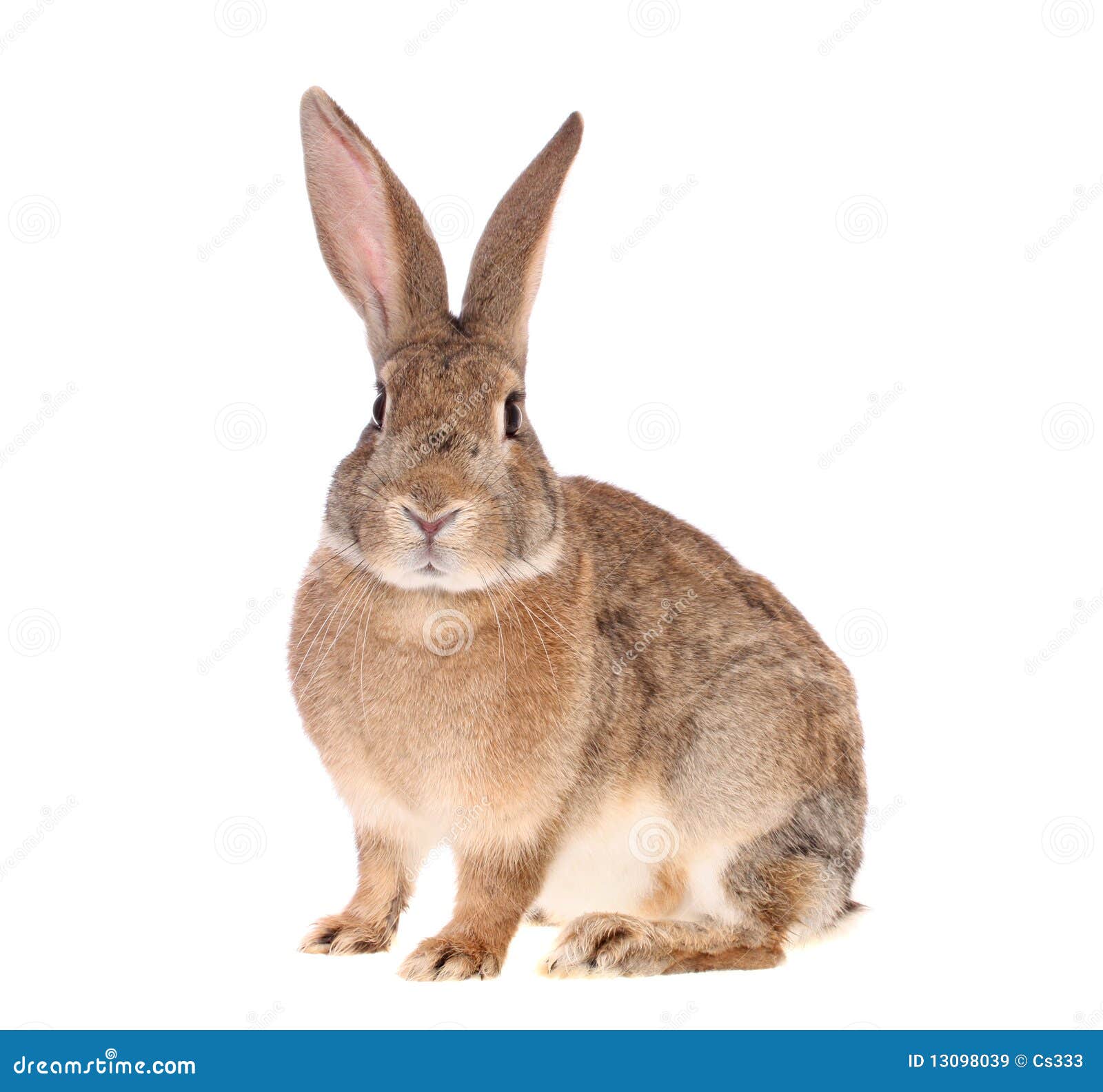 Brown rabbit, isolated. stock image. Image of farm, pupil - 13098039