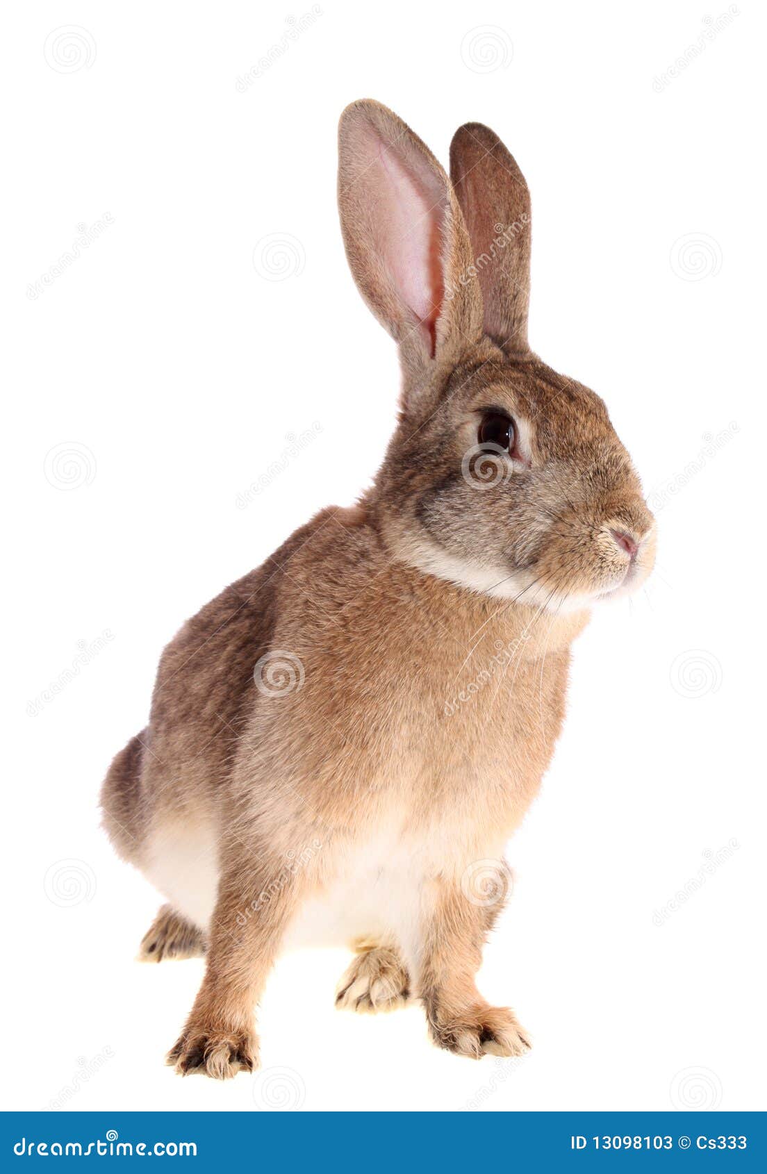 Brown Rabbit, Isolated. Stock Photos - Image: 13098103
