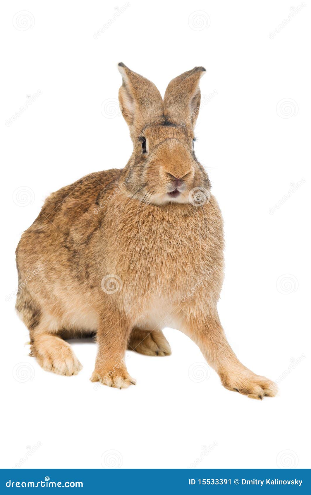 Brown rabbit isolated stock image. Image of easter, field - 15533391