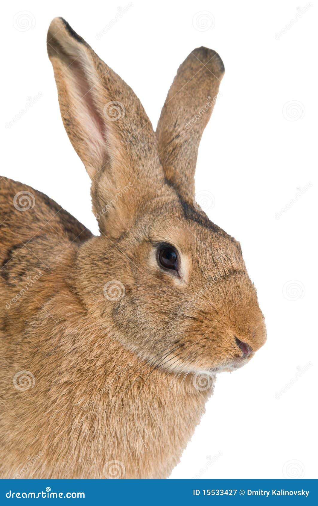 Brown rabbit isolated stock image. Image of furry, funny - 15533427