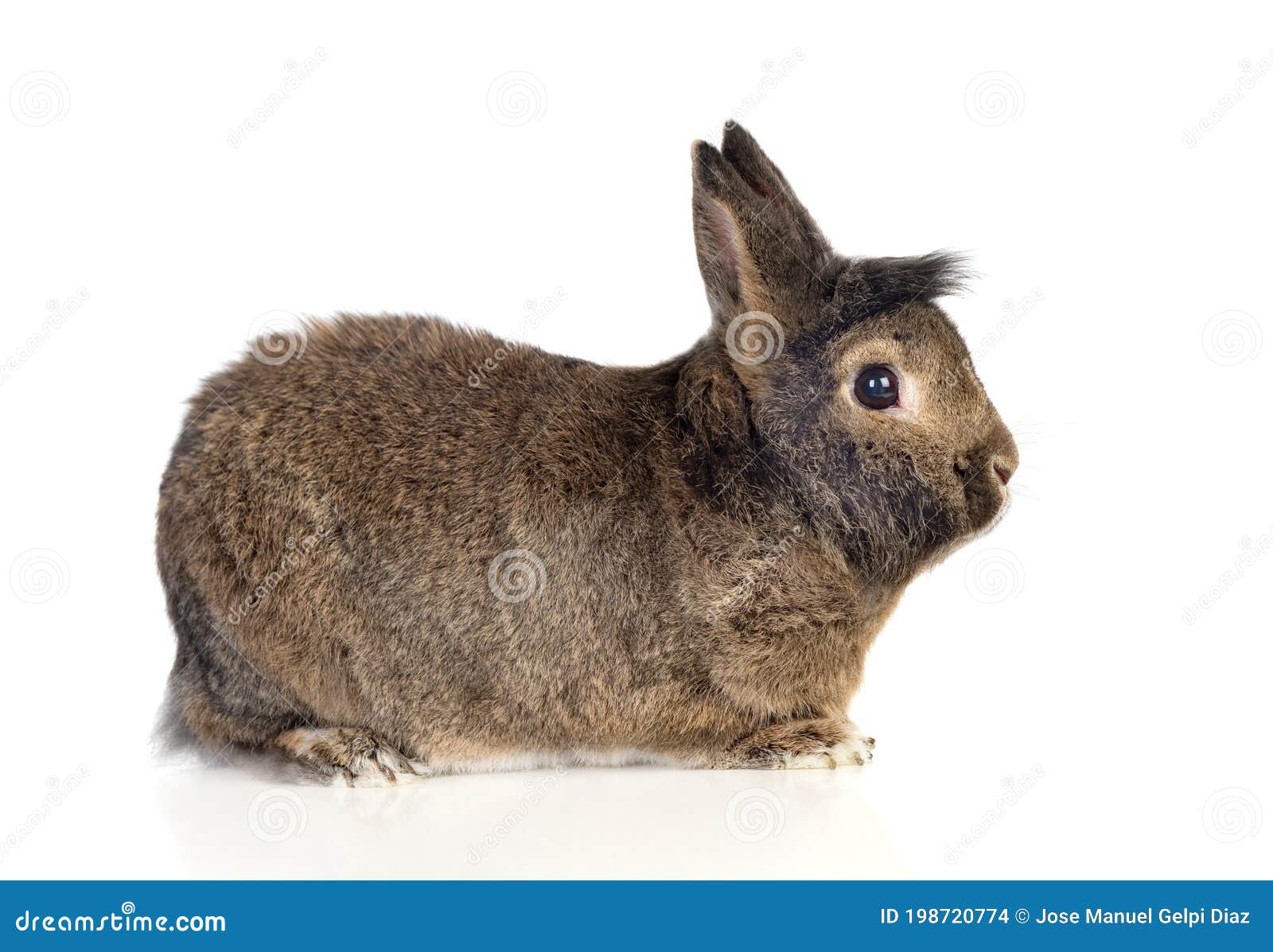 Brown rabbit stock photo. Image of happy, fluffy, nature - 198720774