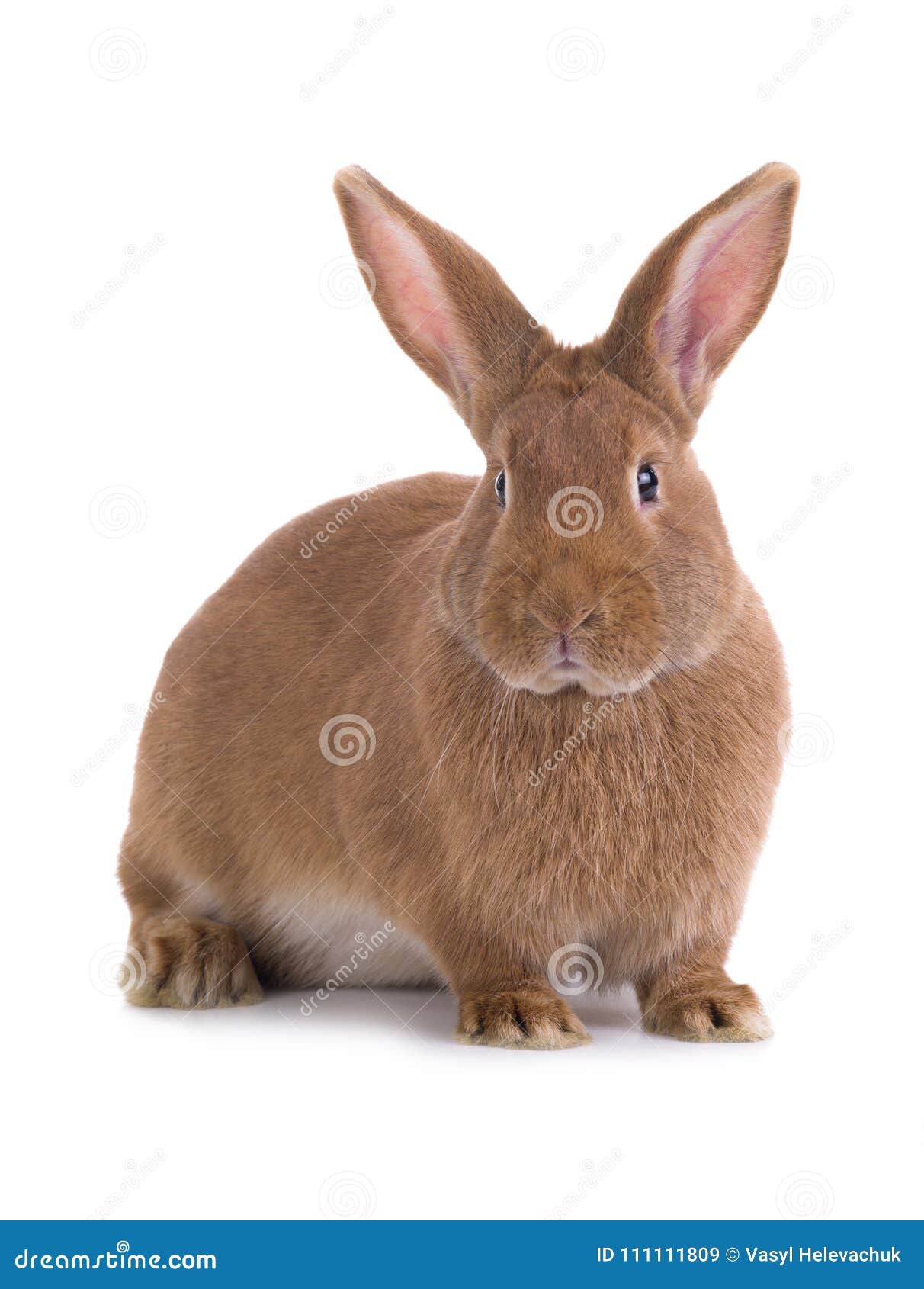 Brown rabbit stock image. Image of studio, young, adorable - 111111809