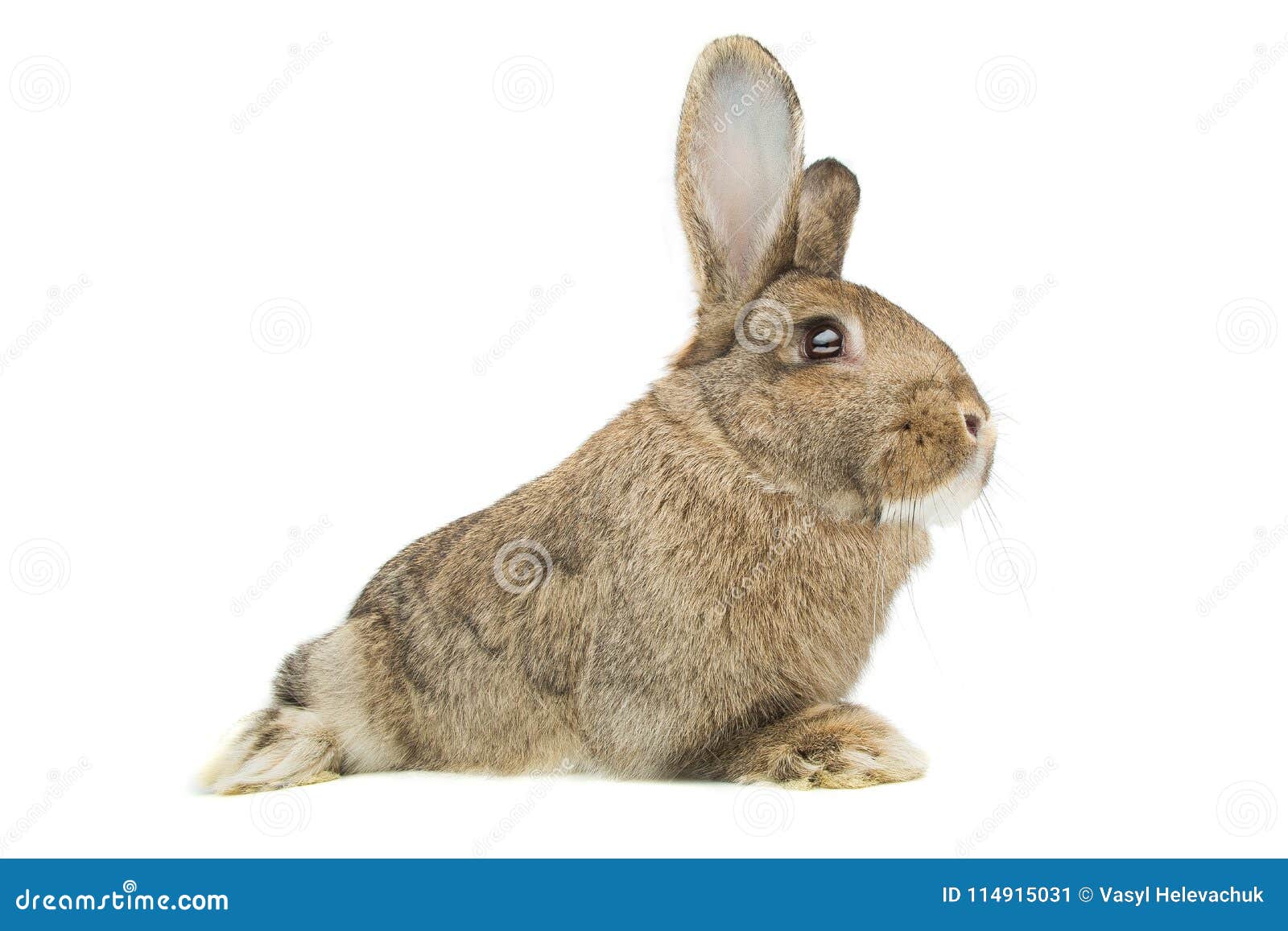 Brown rabbit stock image. Image of background, mammal - 114915031