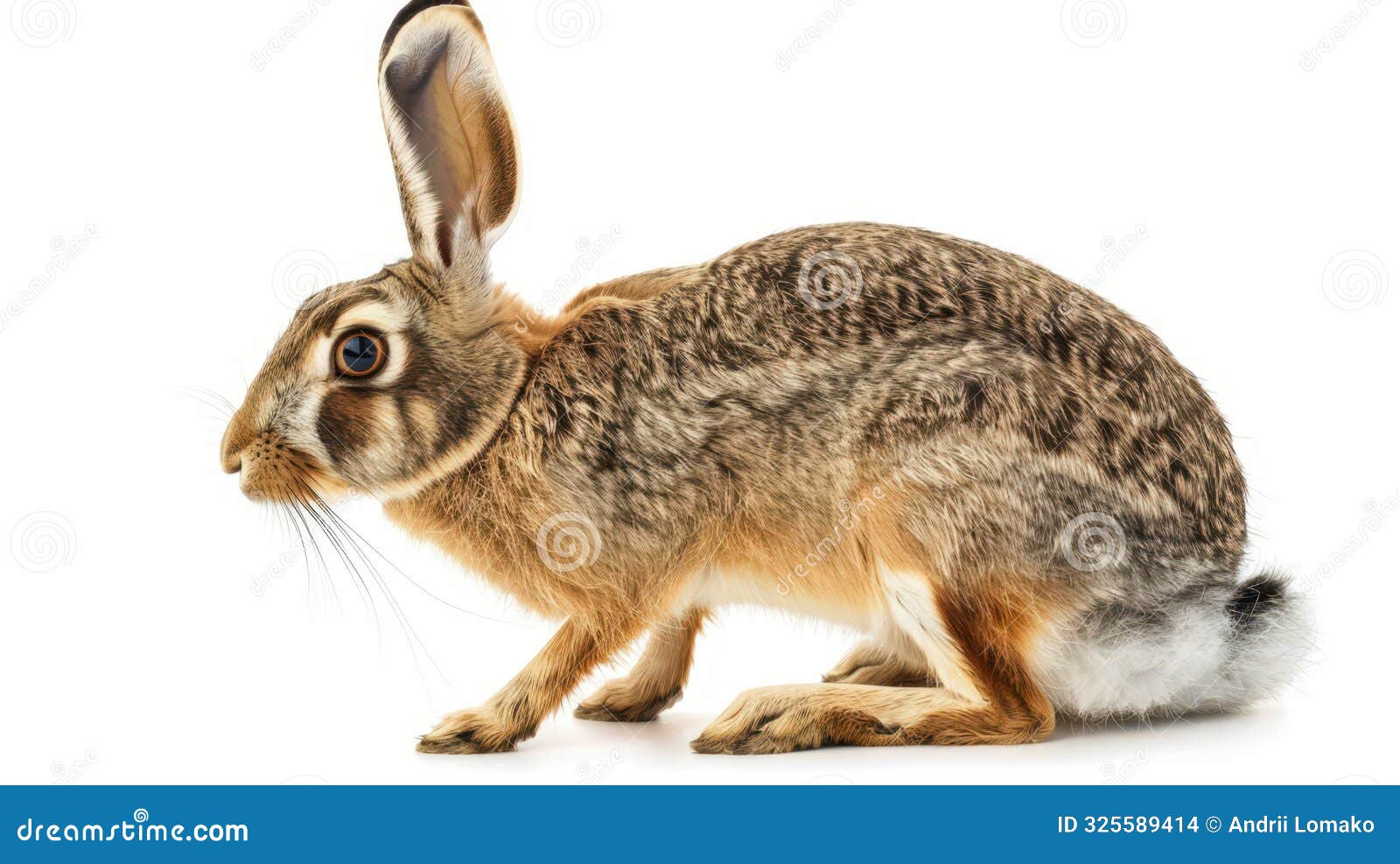 A Brown Rabbit with Large Ears Posing on a White Background Stock Photo ...