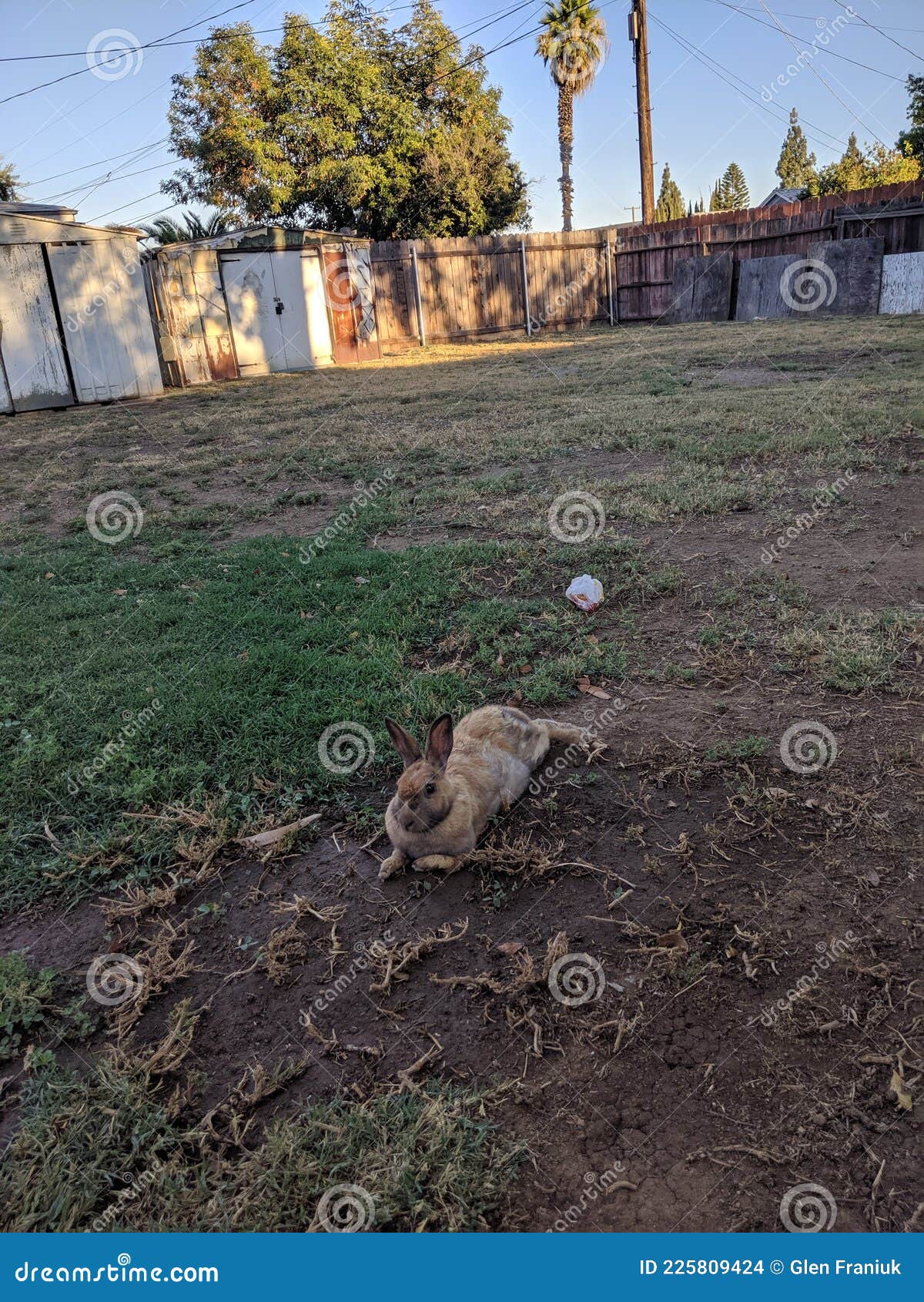 Brown Rabbit Laying in Cool Mud Stock Photo - Image of fence ...