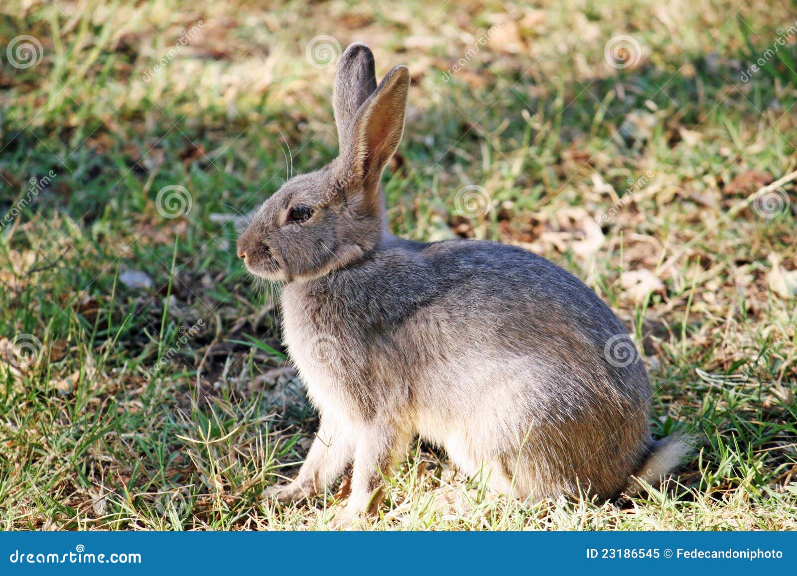 Brown Rabbit with Long Ears Stock Image - Image of speed, fugitive ...