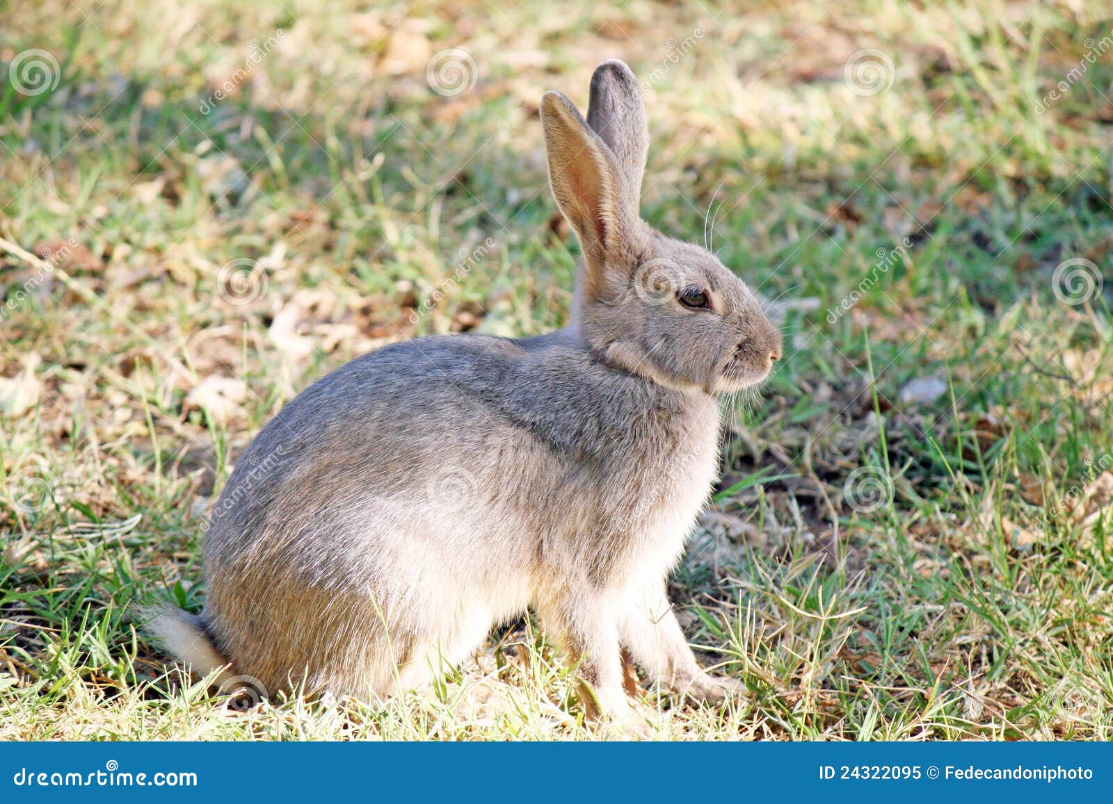 Brown Rabbit with Long Ears Stock Image - Image of lawn, puppy: 24322095