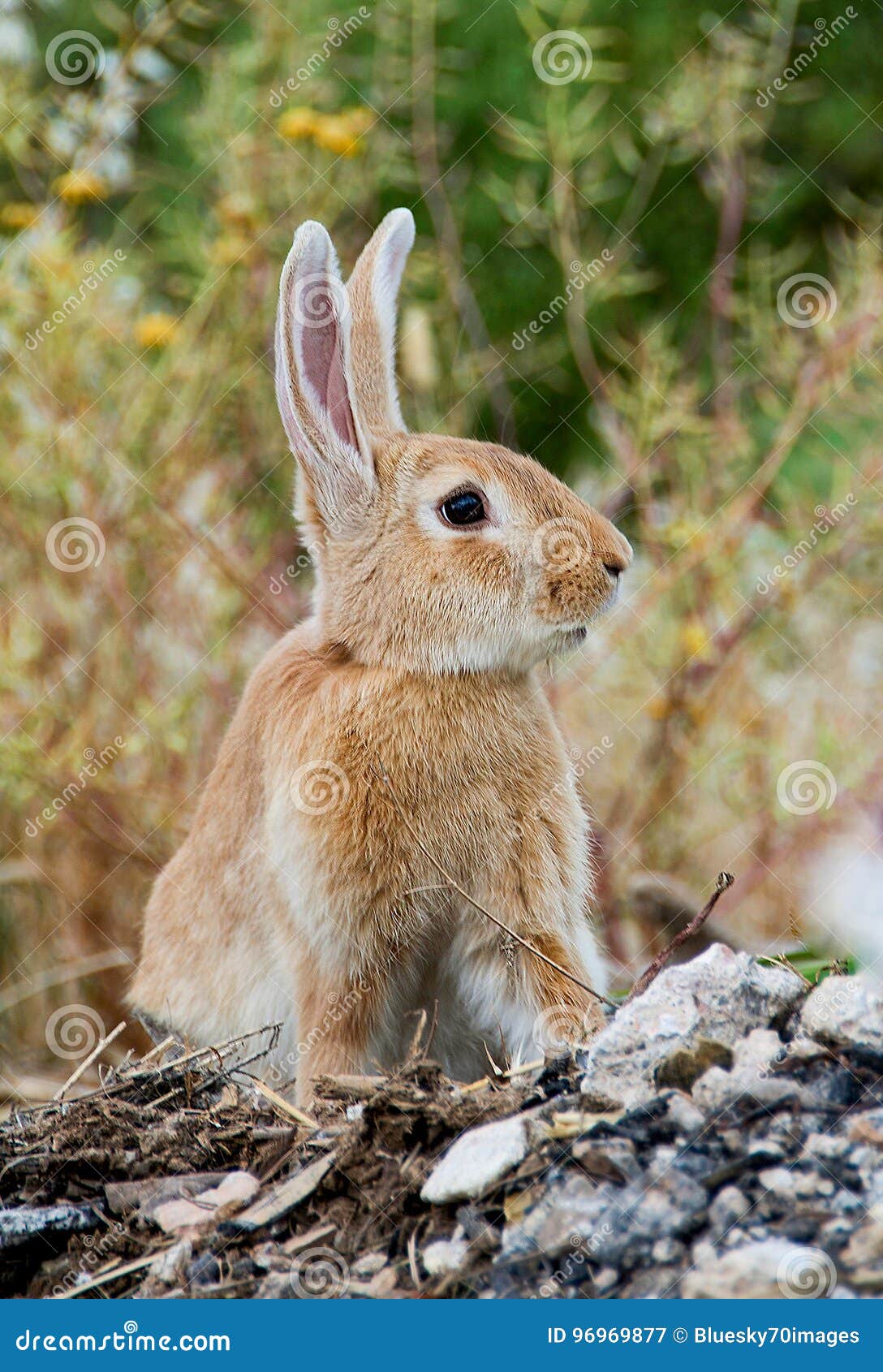 Brown rabbit stock image. Image of bunny, ears, lying - 96969877