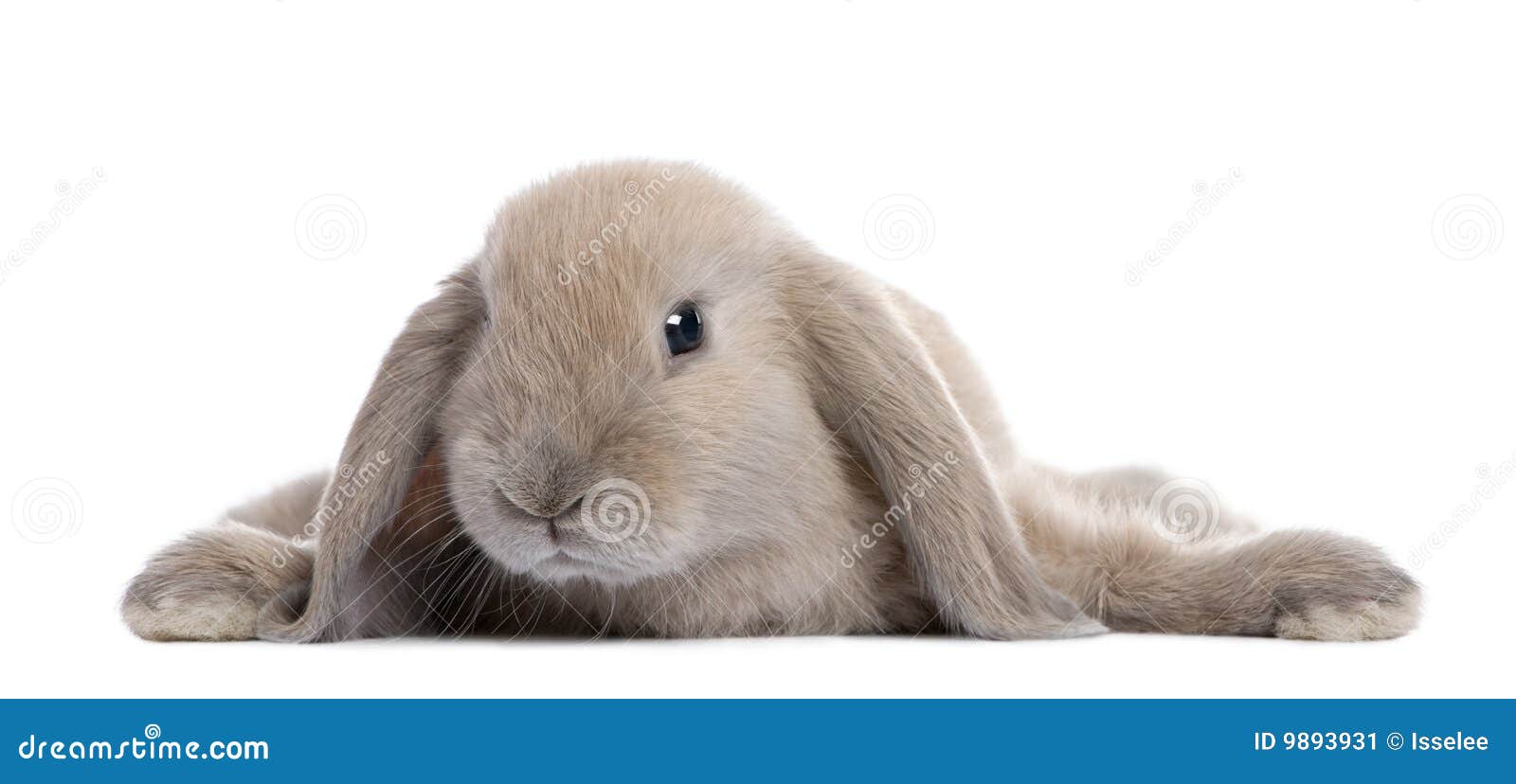 Brown Rabbit lying down stock image. Image of white, portrait - 9893931