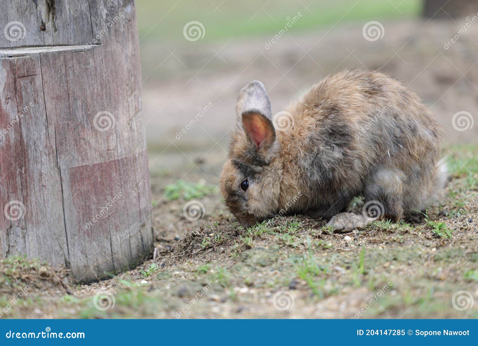 Brown Rabbit Lying on the Green Grass Stock Image - Image of rabbit ...