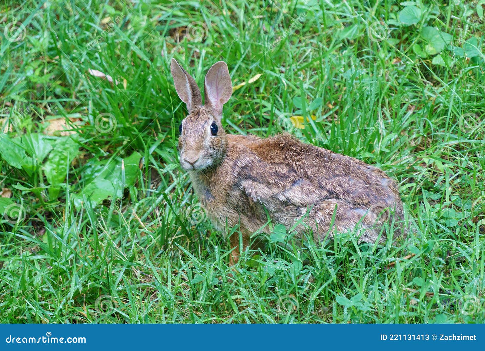 Brown Rabbit in a Meadow, Facing Forward with Ears Up Stock Image ...