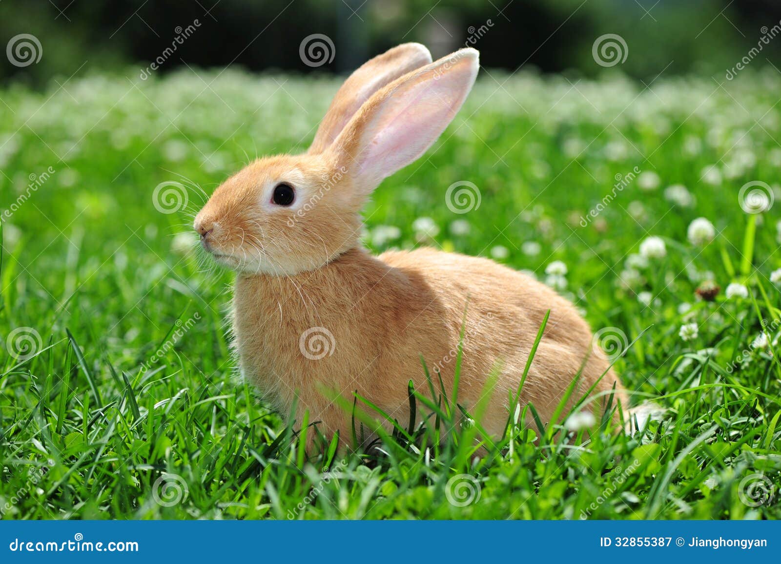 Brown rabbit stock image. Image of fauna, animal, furry - 32855387