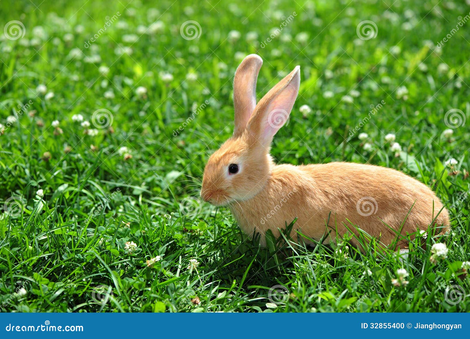 Brown rabbit stock photo. Image of baby, meadow, eating - 32855400
