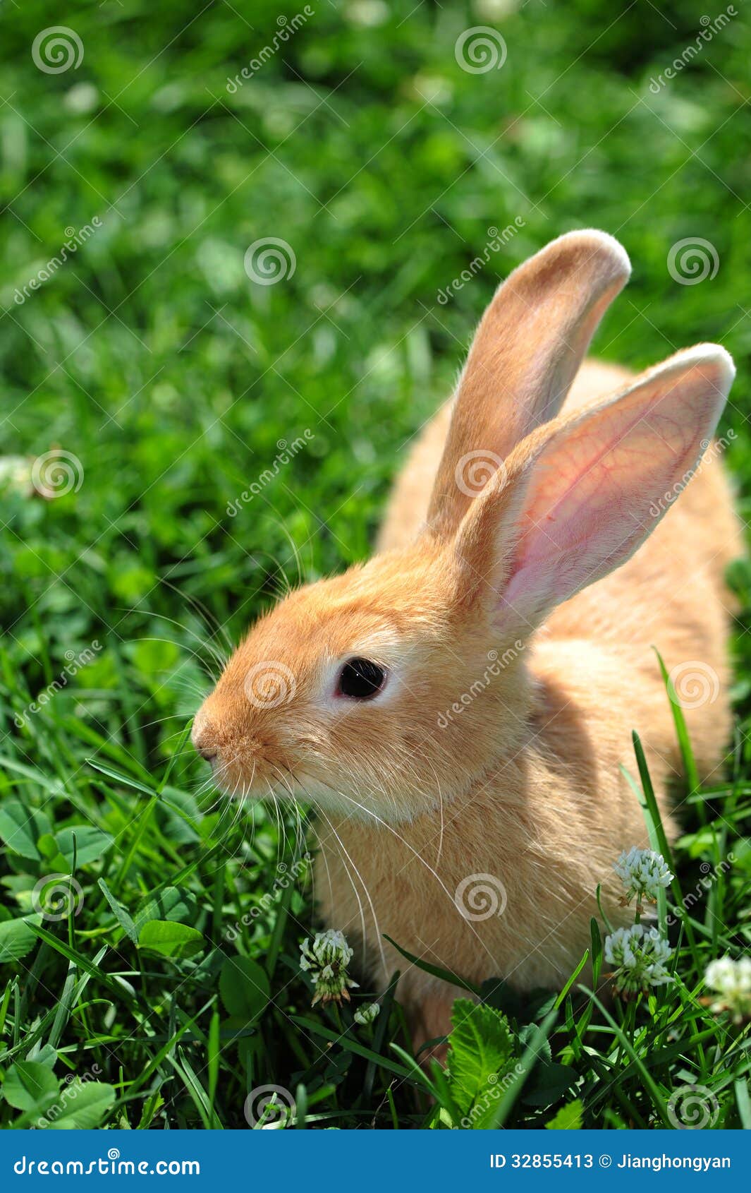 Brown rabbit stock image. Image of meadow, grass, eating - 32855413