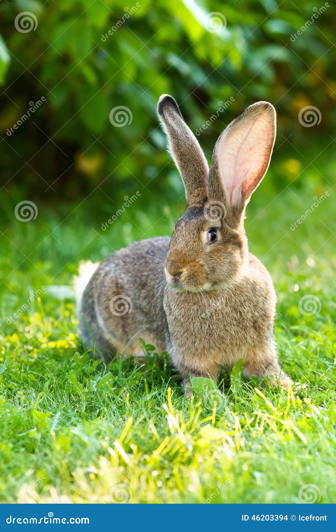 Brown rabbit near bush stock photo. Image of domestic - 46203394