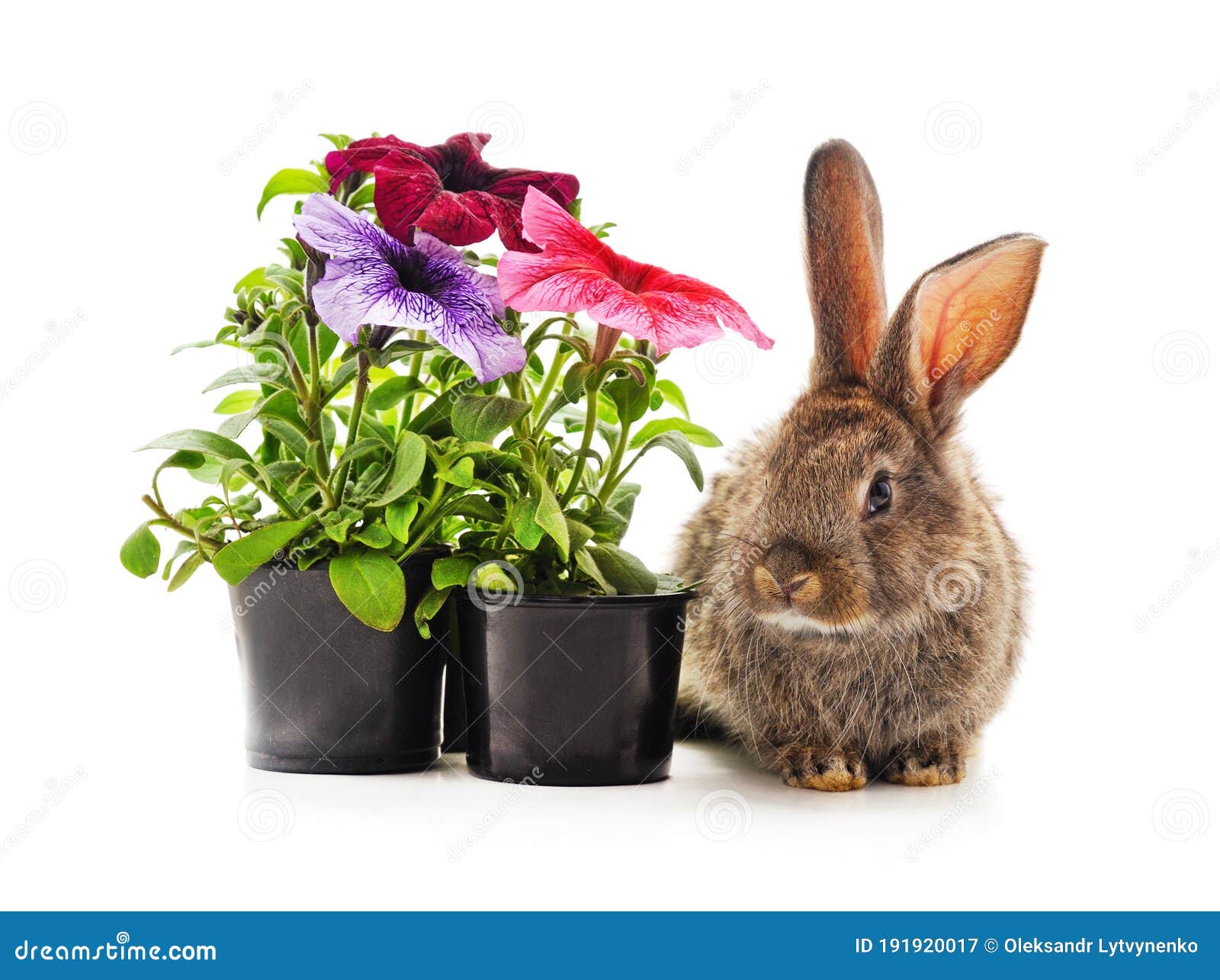 Brown Rabbit and Petunia in Pots Stock Image - Image of bunny, farm ...