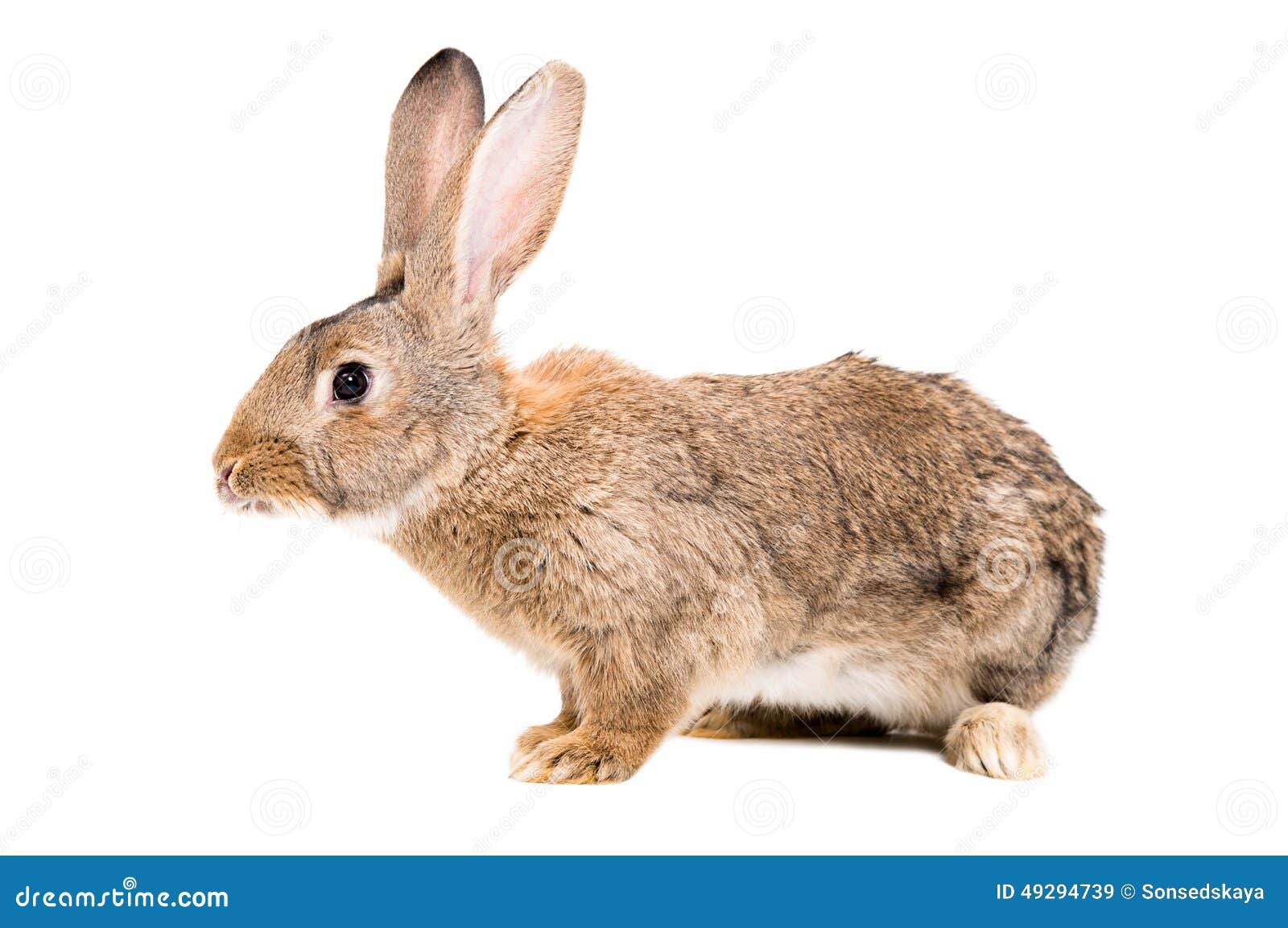 Brown Rabbit Stock Photo - Image: 49294739