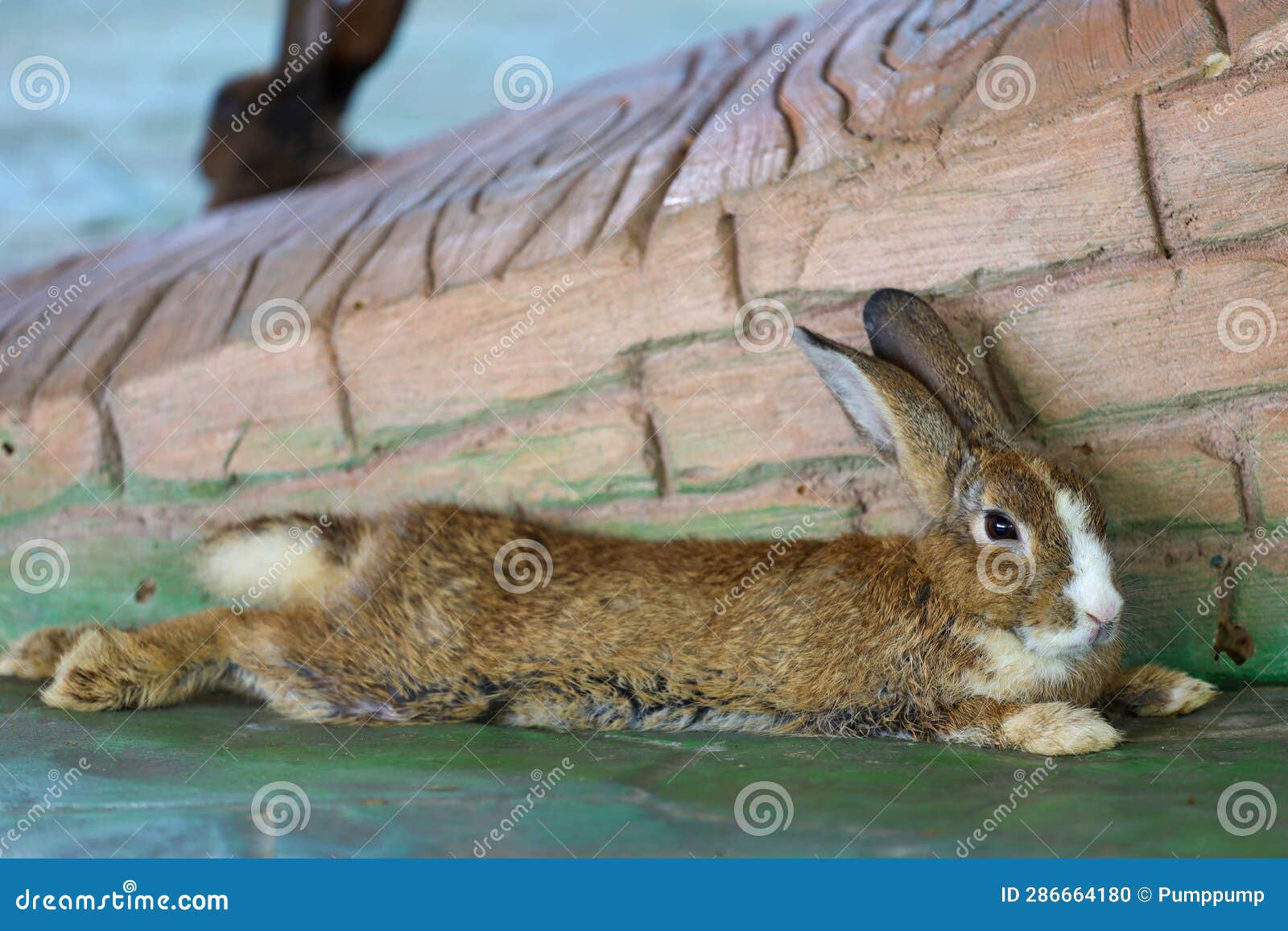 Brown Rabbit Rest on the Rock Stock Photo - Image of reproduction, hare ...