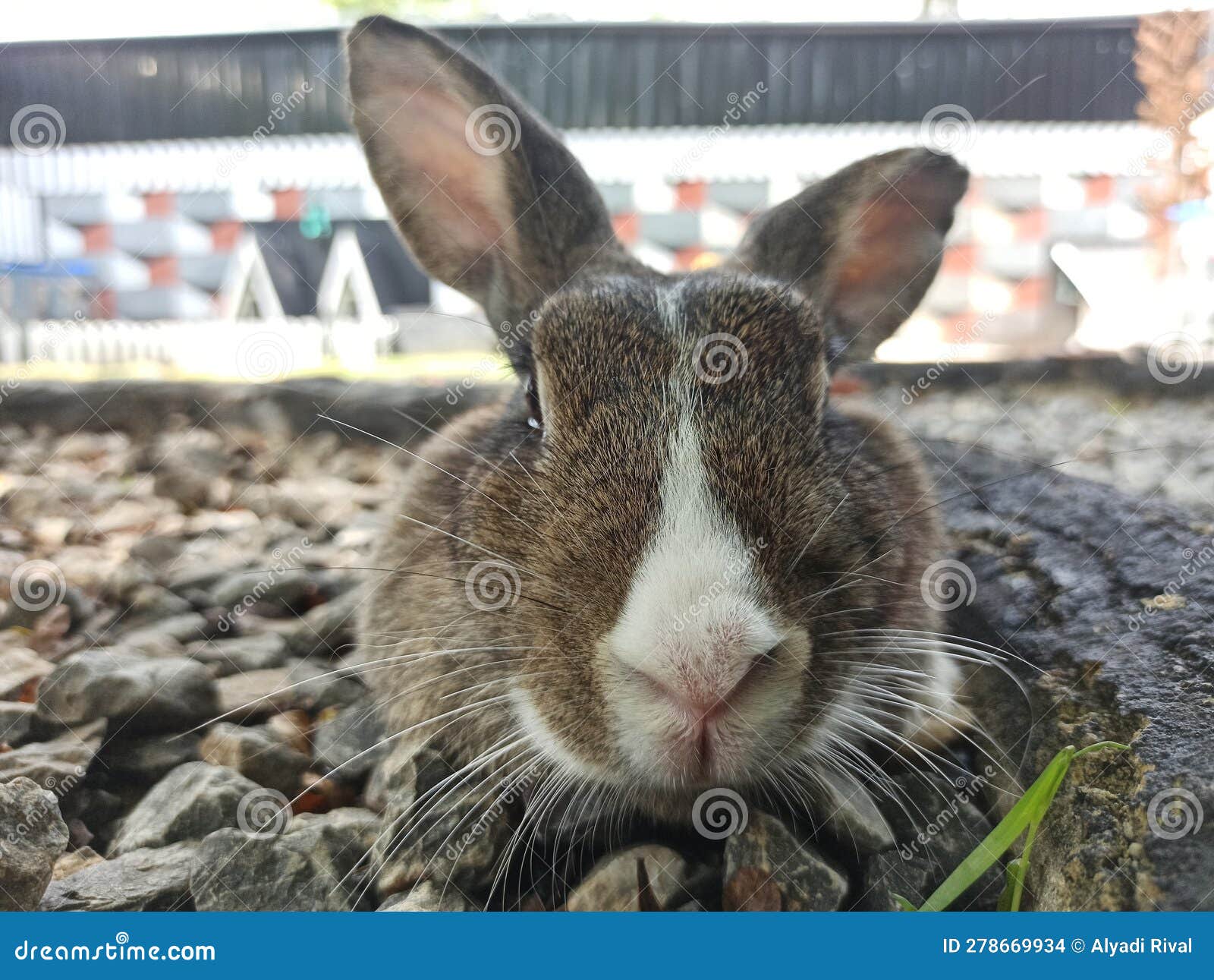 Brown Rabbit Resting on Pebbles Stock Photo - Image of carnivore ...