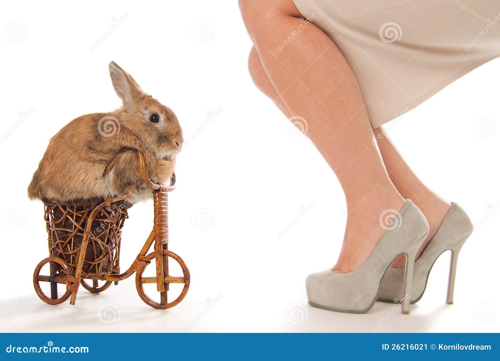 Brown rabbit riding bike stock image. Image of adorable - 26216021