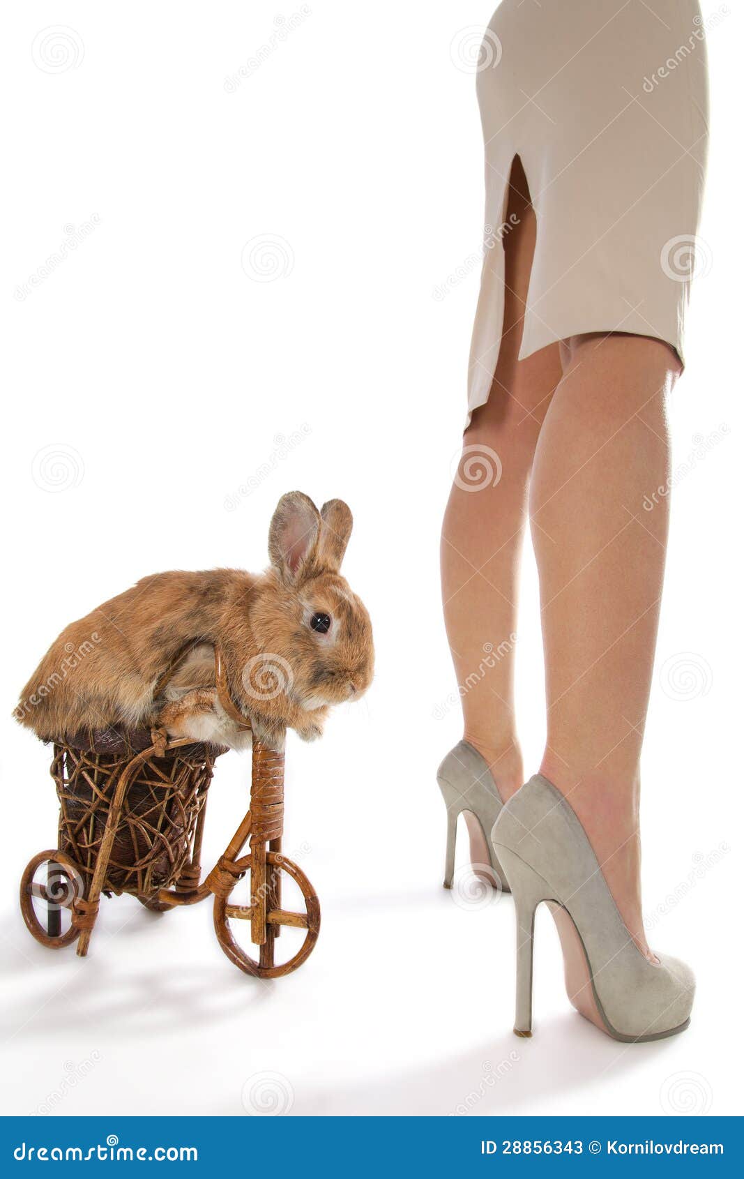 Brown Rabbit Riding Bike Stock Photos - Image: 28856343