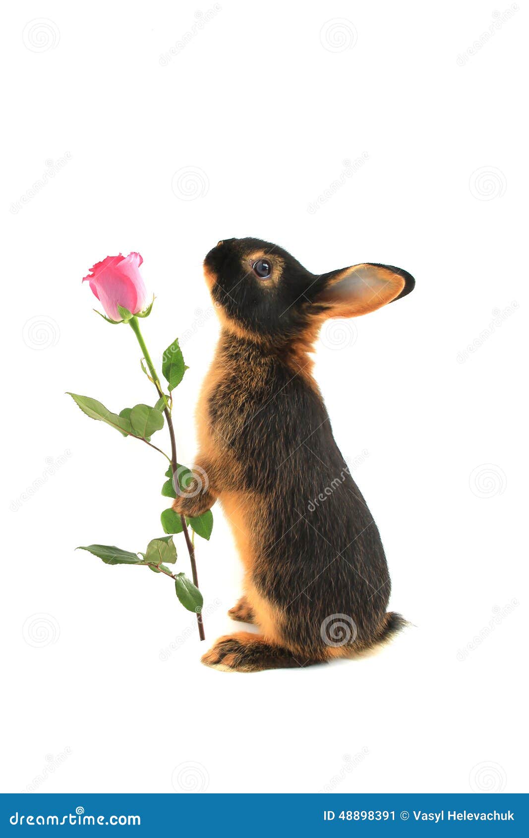 Brown rabbit stock image. Image of tame, cute, aster - 48898391