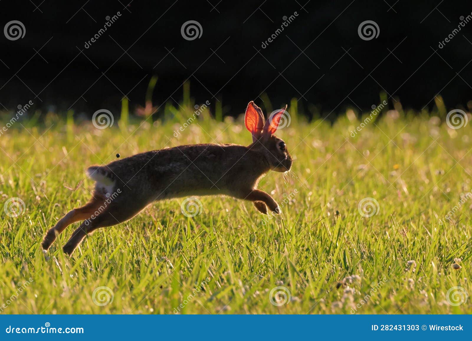 Brown Rabbit Running Across a Lush Green Field. Stock Image - Image of ...