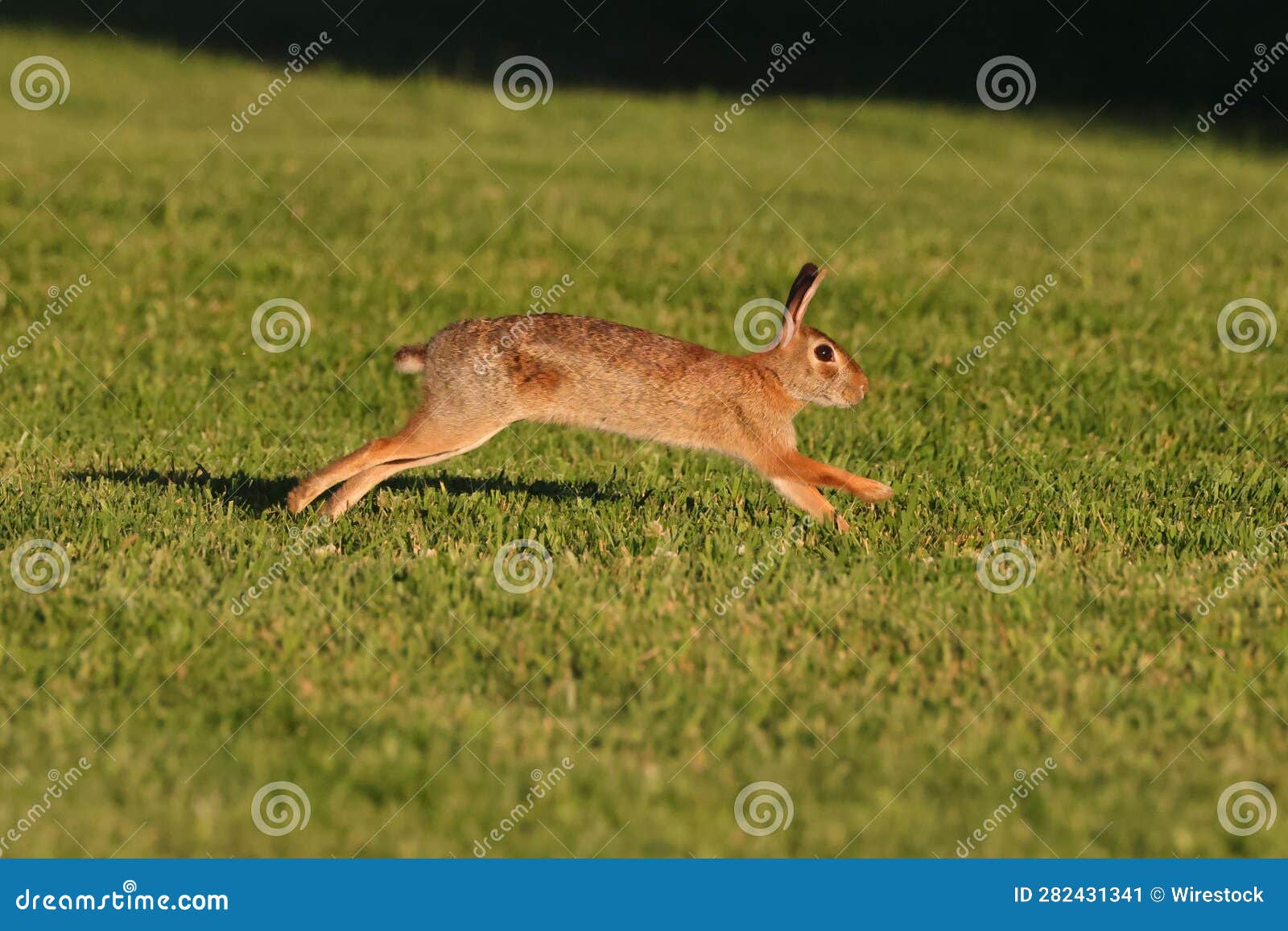 Brown Rabbit Running Across a Lush Green Field. Stock Image - Image of ...