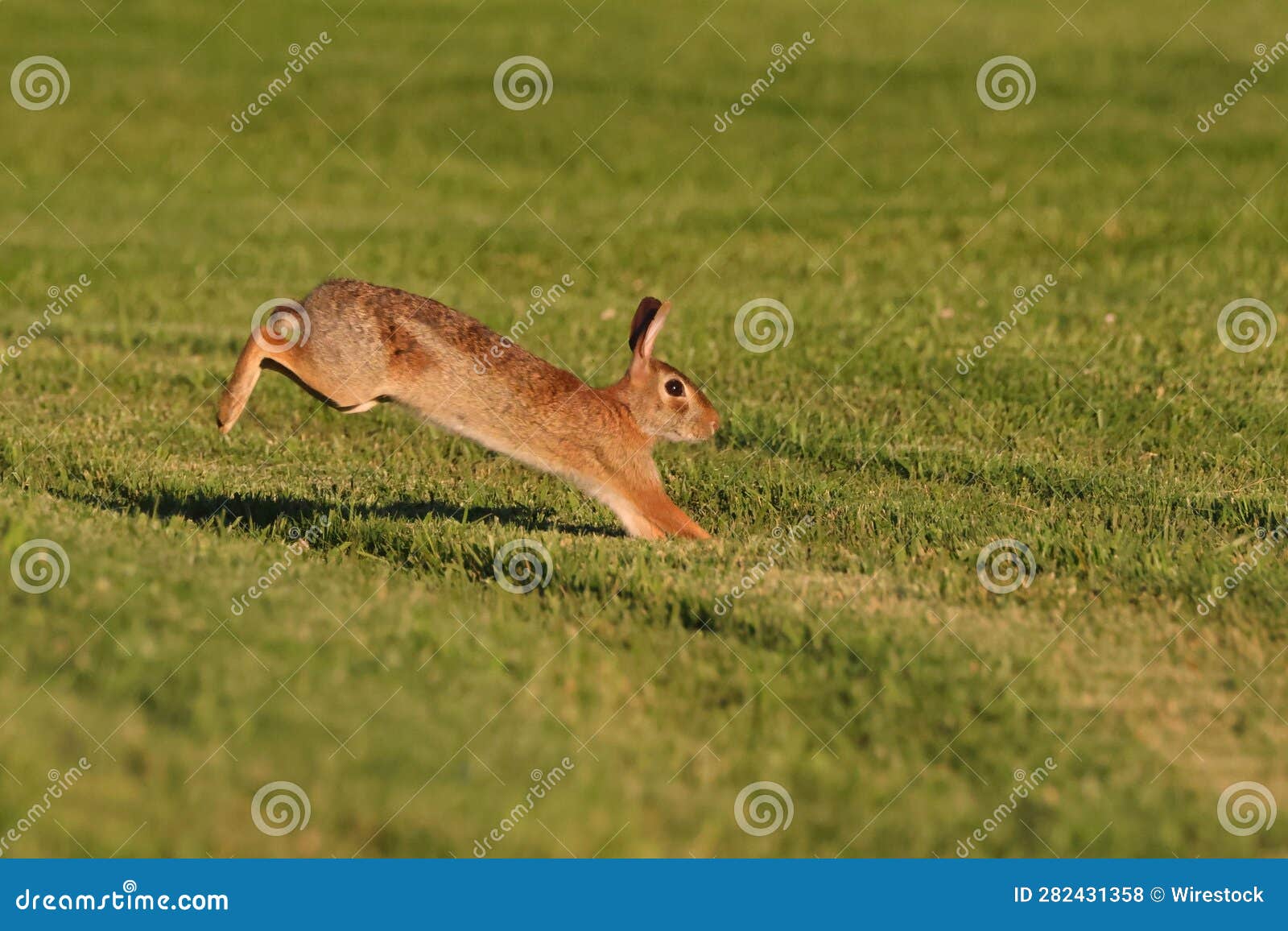 Brown Rabbit Running Across a Lush Green Field. Stock Photo - Image of ...