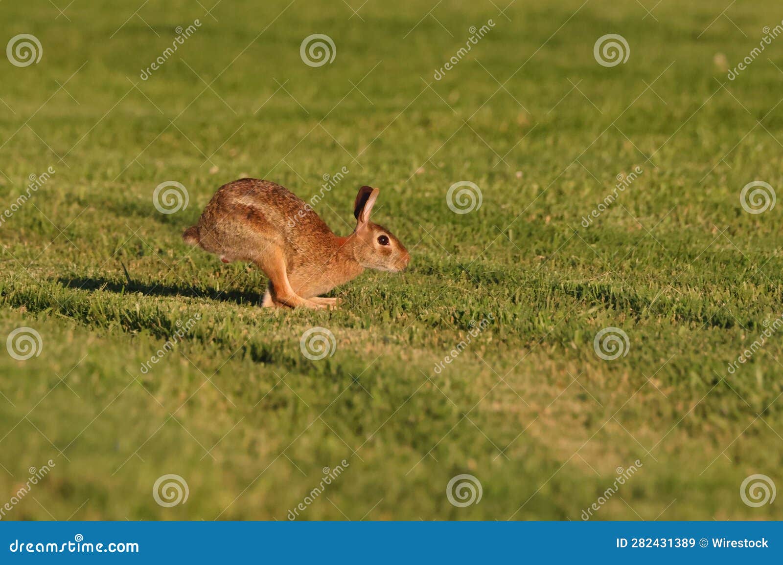 Brown Rabbit Running Across a Lush Green Field. Stock Image - Image of ...