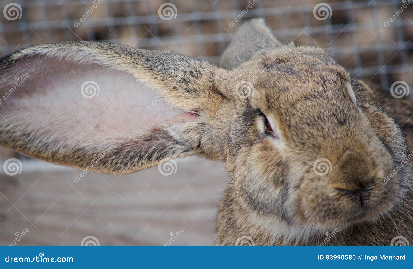 Brown rabbit stock photo. Image of animal, nature, closeup - 83990580