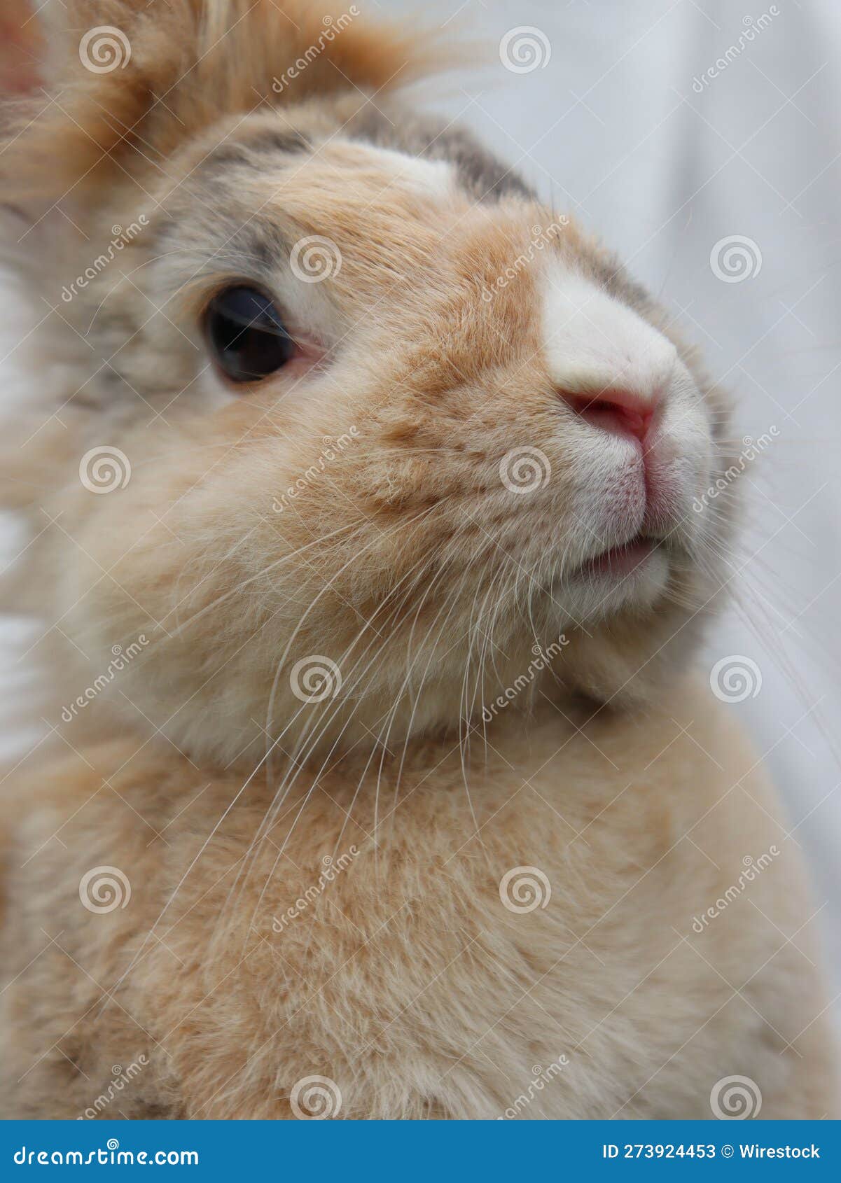 Brown Rabbit Sits with Its Head Tilted, Looking Curiously Down the Lens ...
